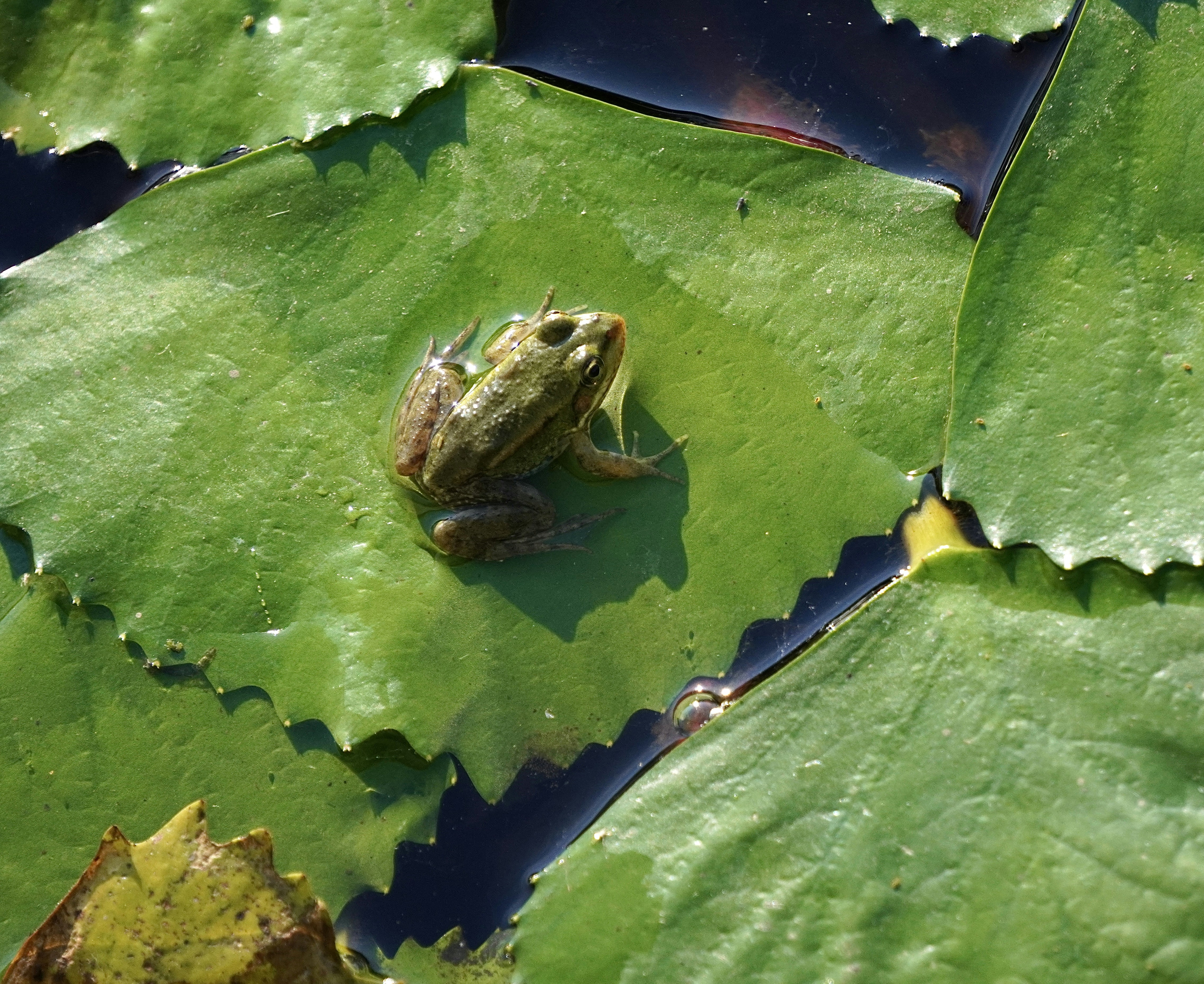Green Lily Pad Retreat: A Tiny Frog Sits Center Stage