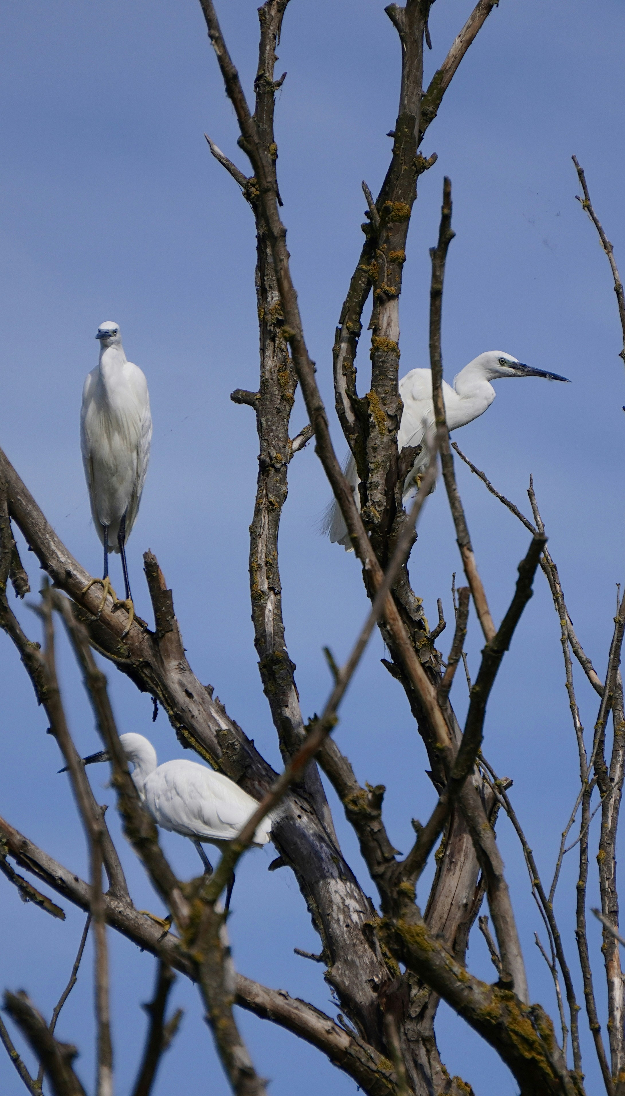 White Herons Amid Twigged Blue: A Quiet Perch Above the Sky