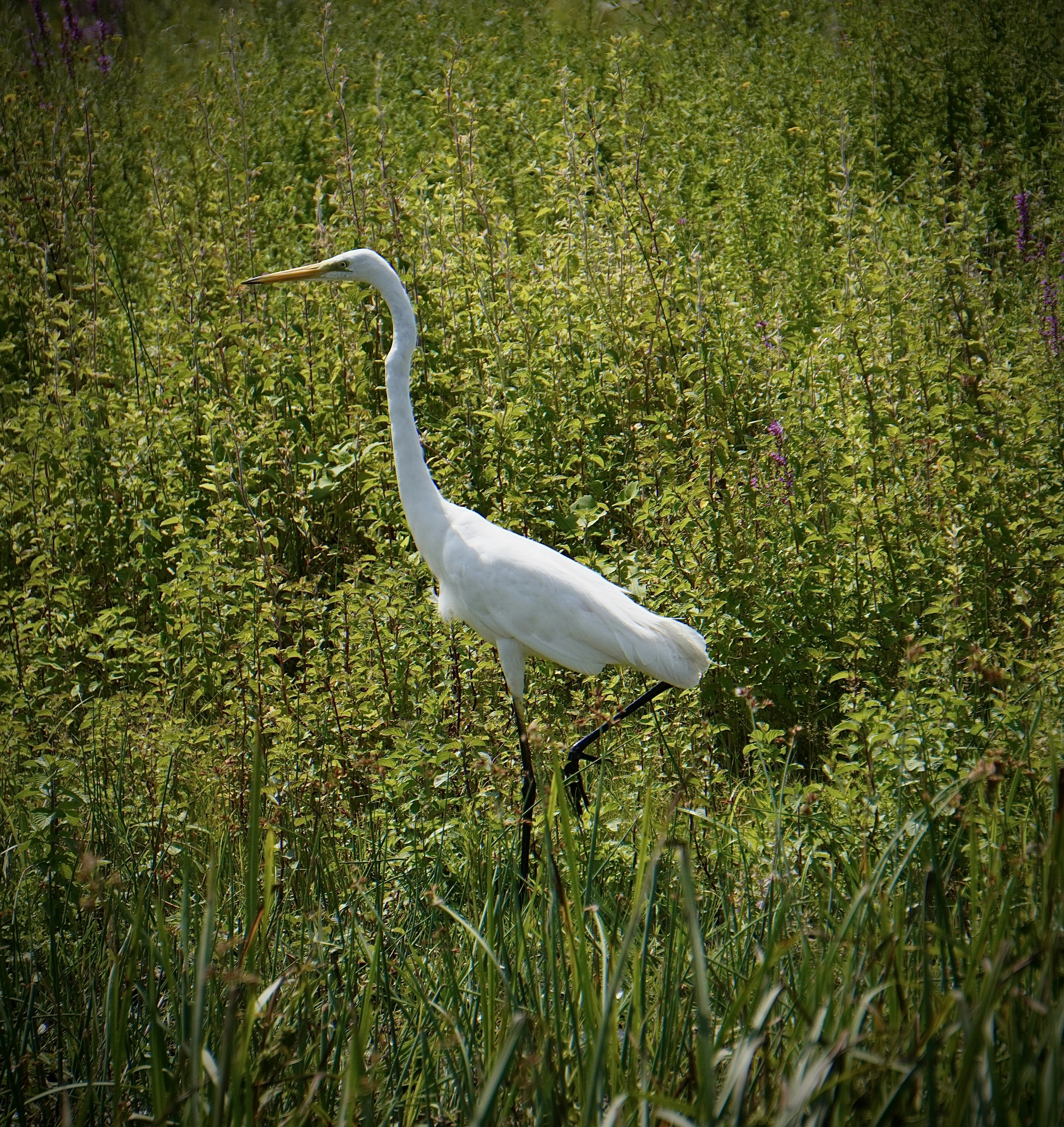 White Heron in a Meadow of Green Stalks