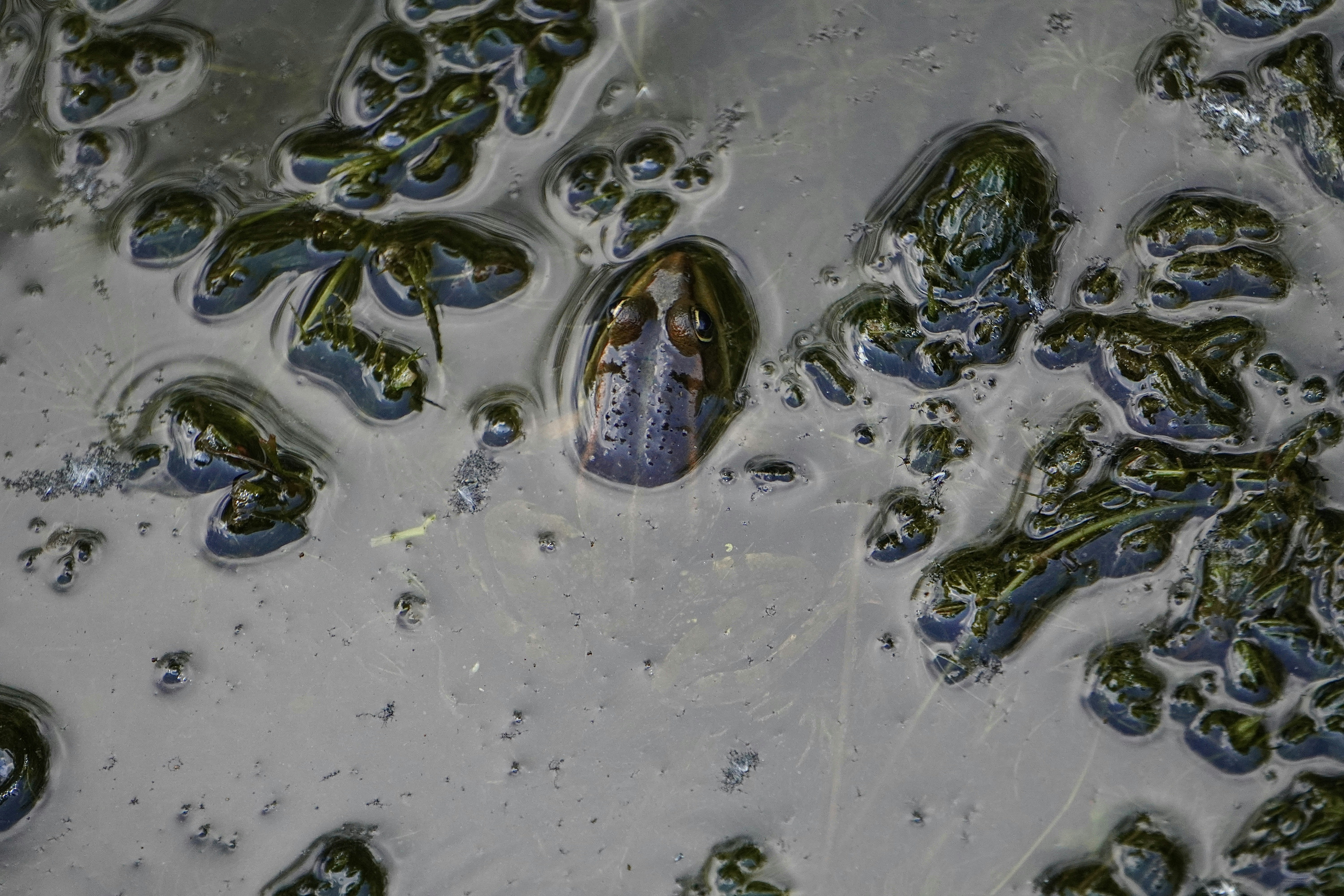 Mud, Pebbles, and a Lone Shell: An Underwater Close‑up Moment