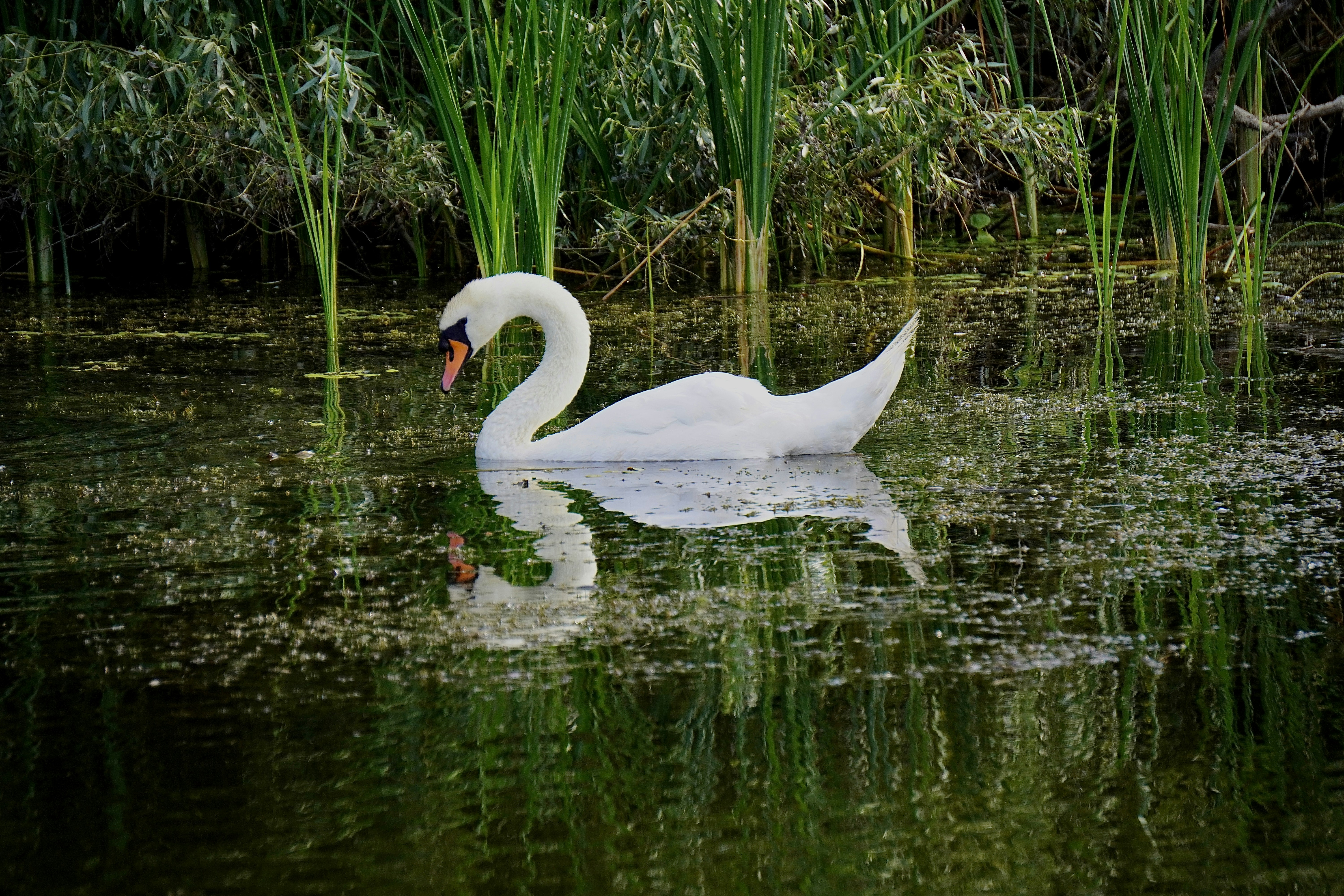 Grace on the Green Mirror: A Swann in Quiet Pond