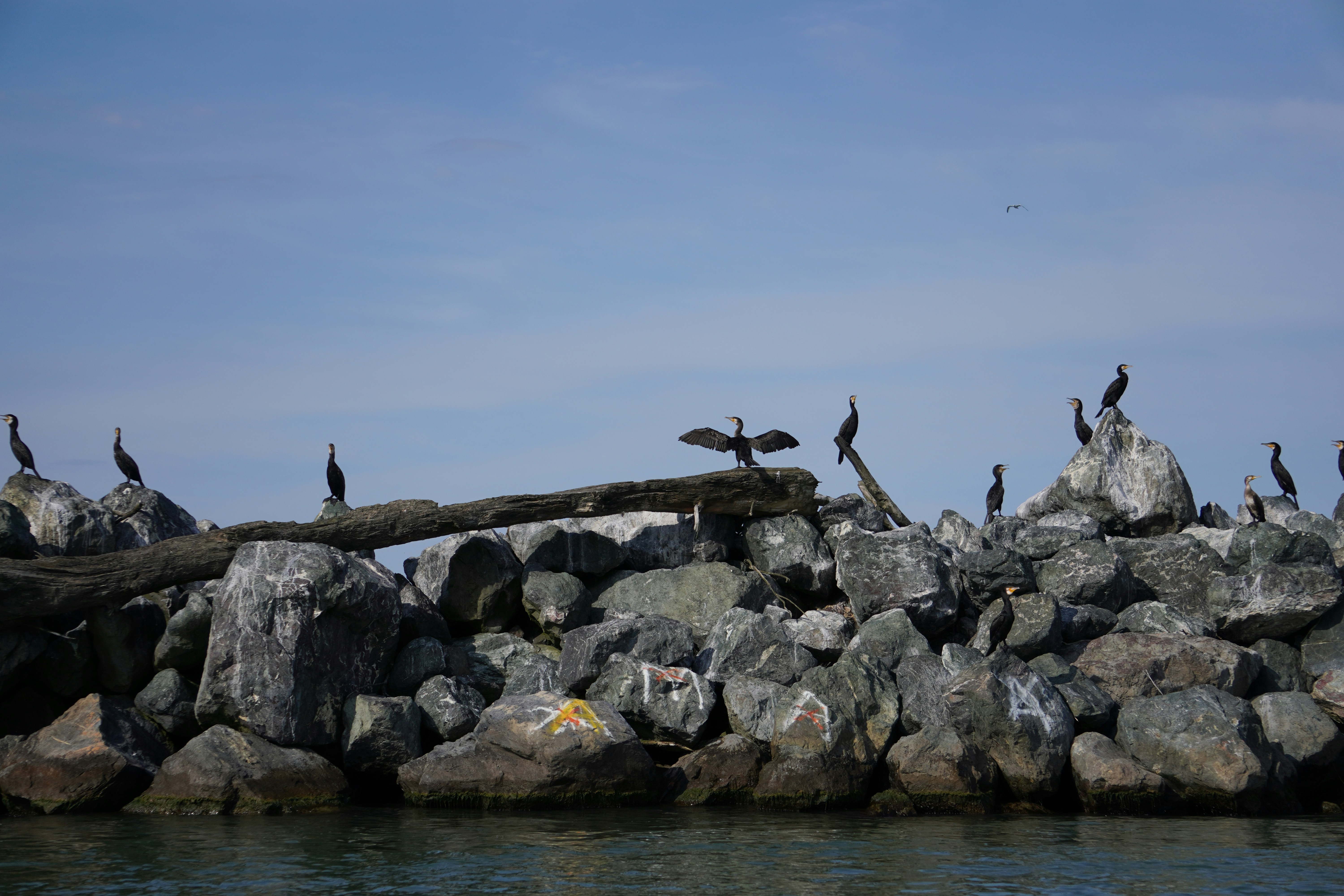 Rock Breaker Row: A Lineup of Seabirds on Driftwood and Boulders