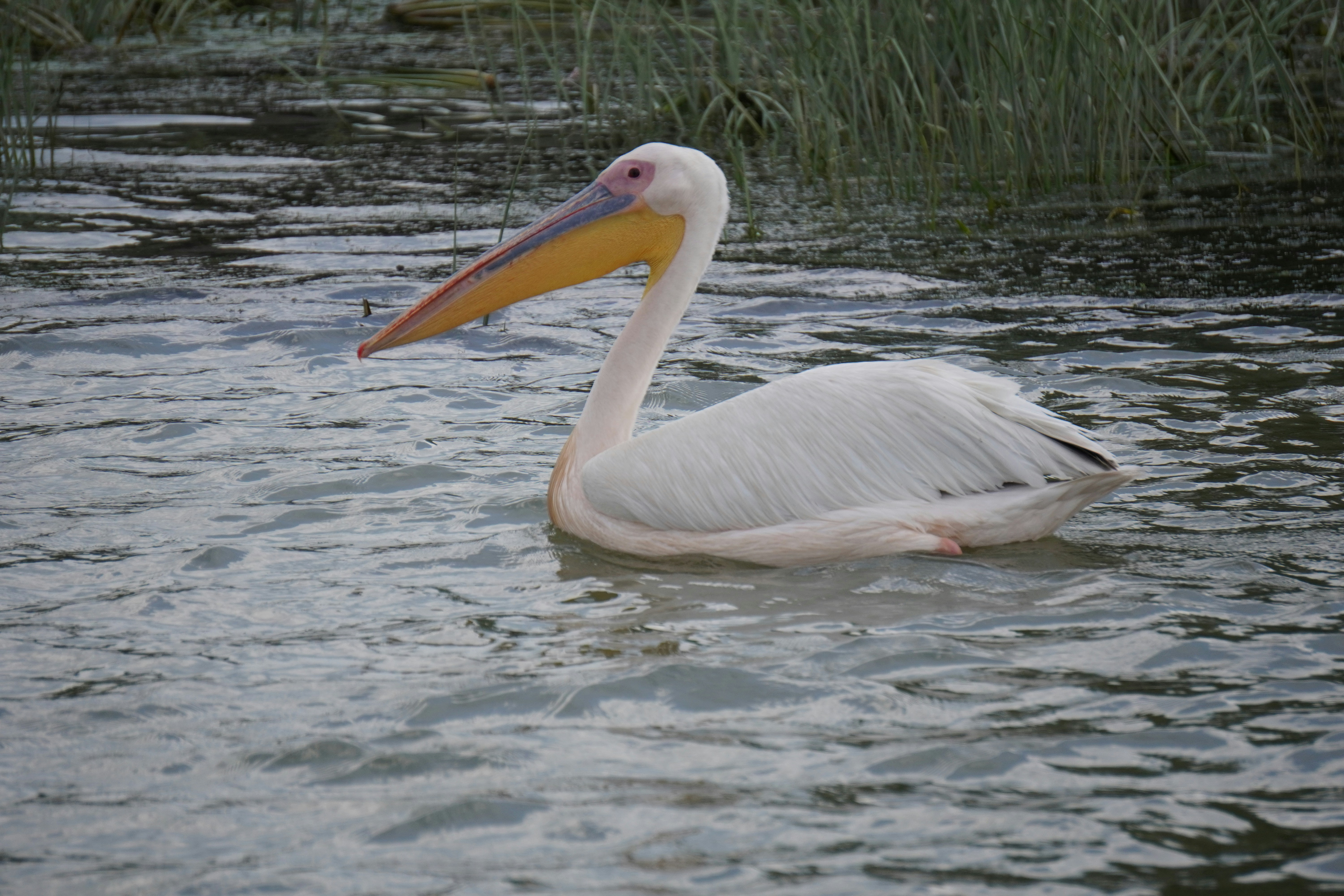 White Pelican in Still Water with Reeds