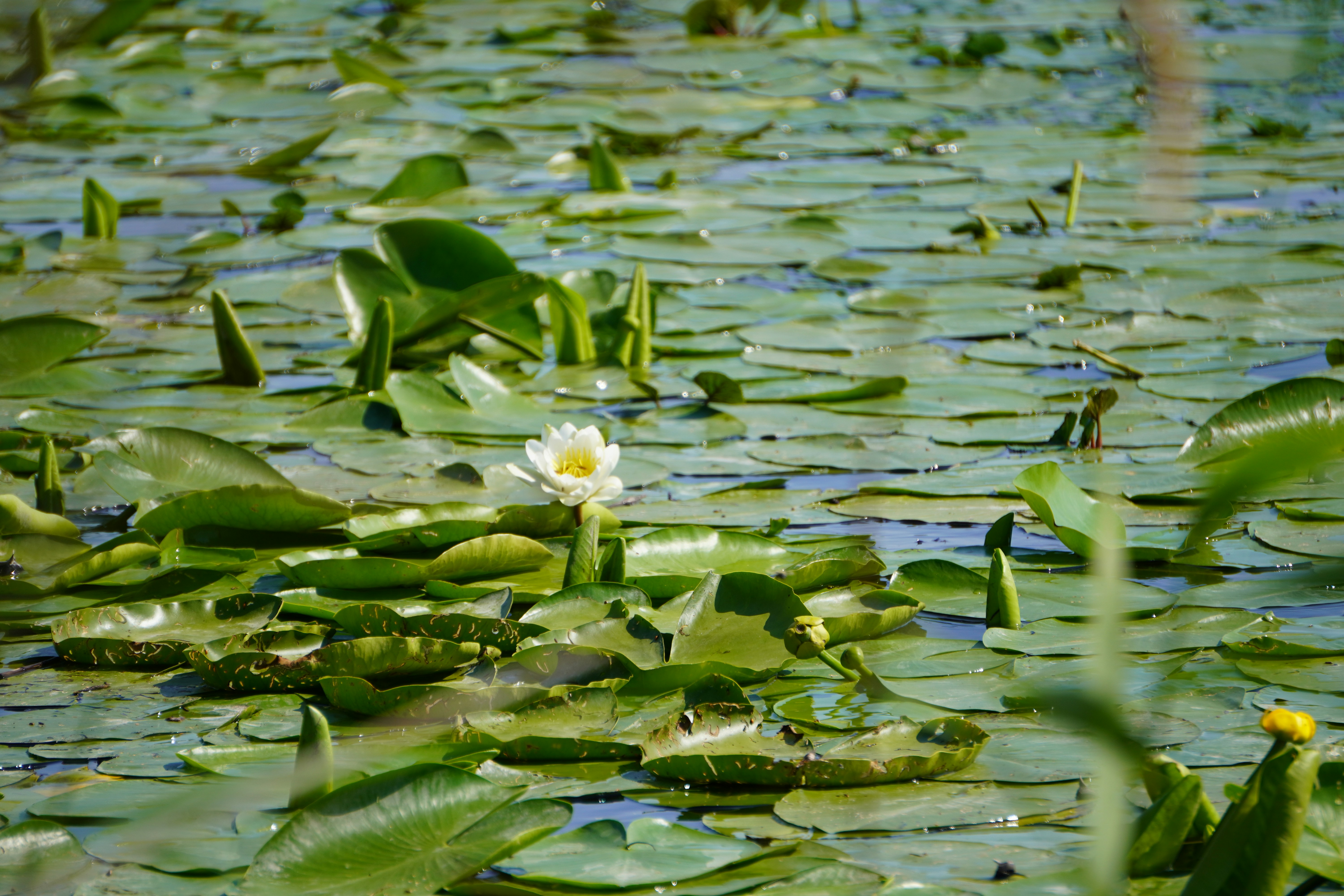 Single white water lily amid a sea of lilypads on a sunlit pond
