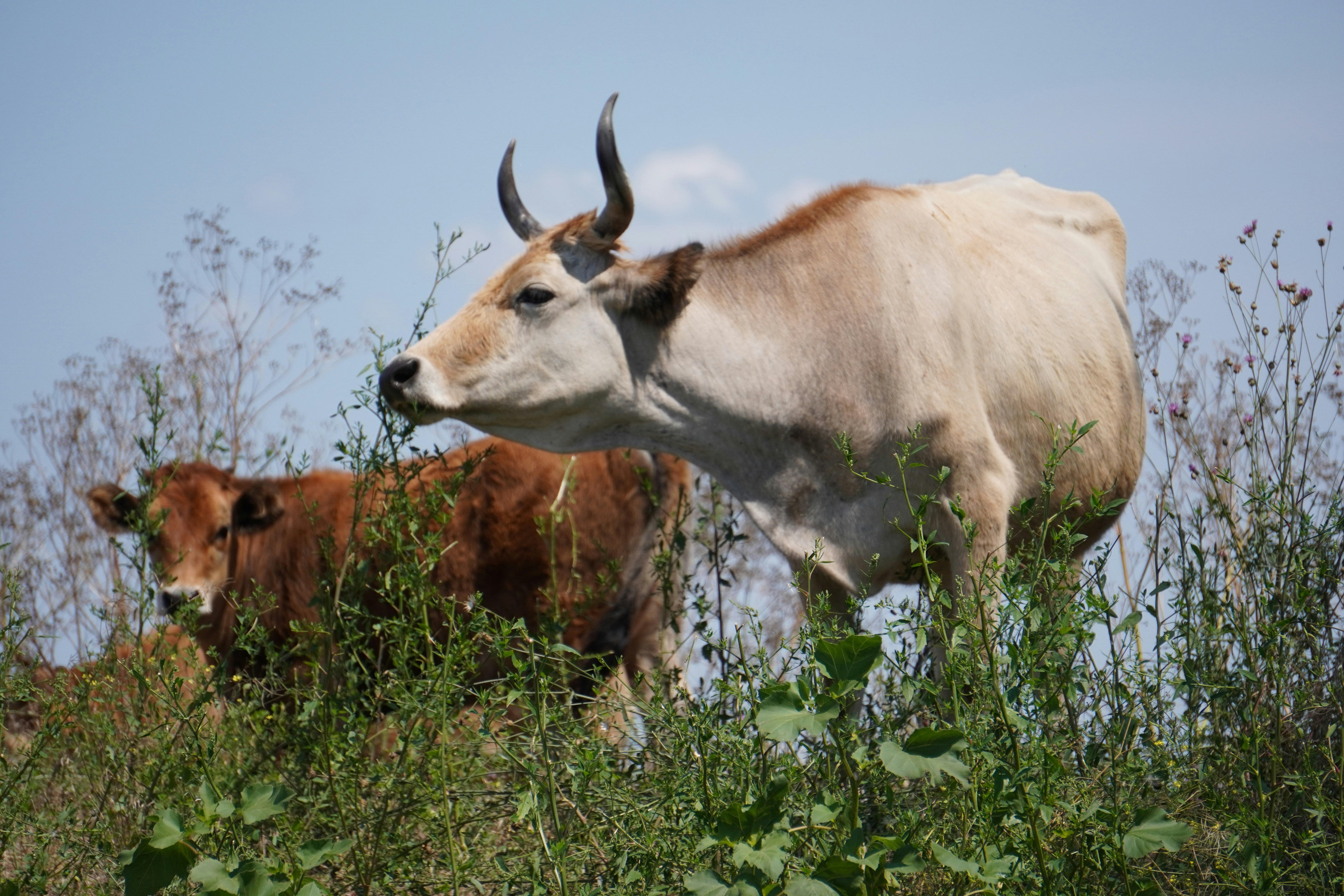 Herd Watch: A Cream Cow Leading the Meadow