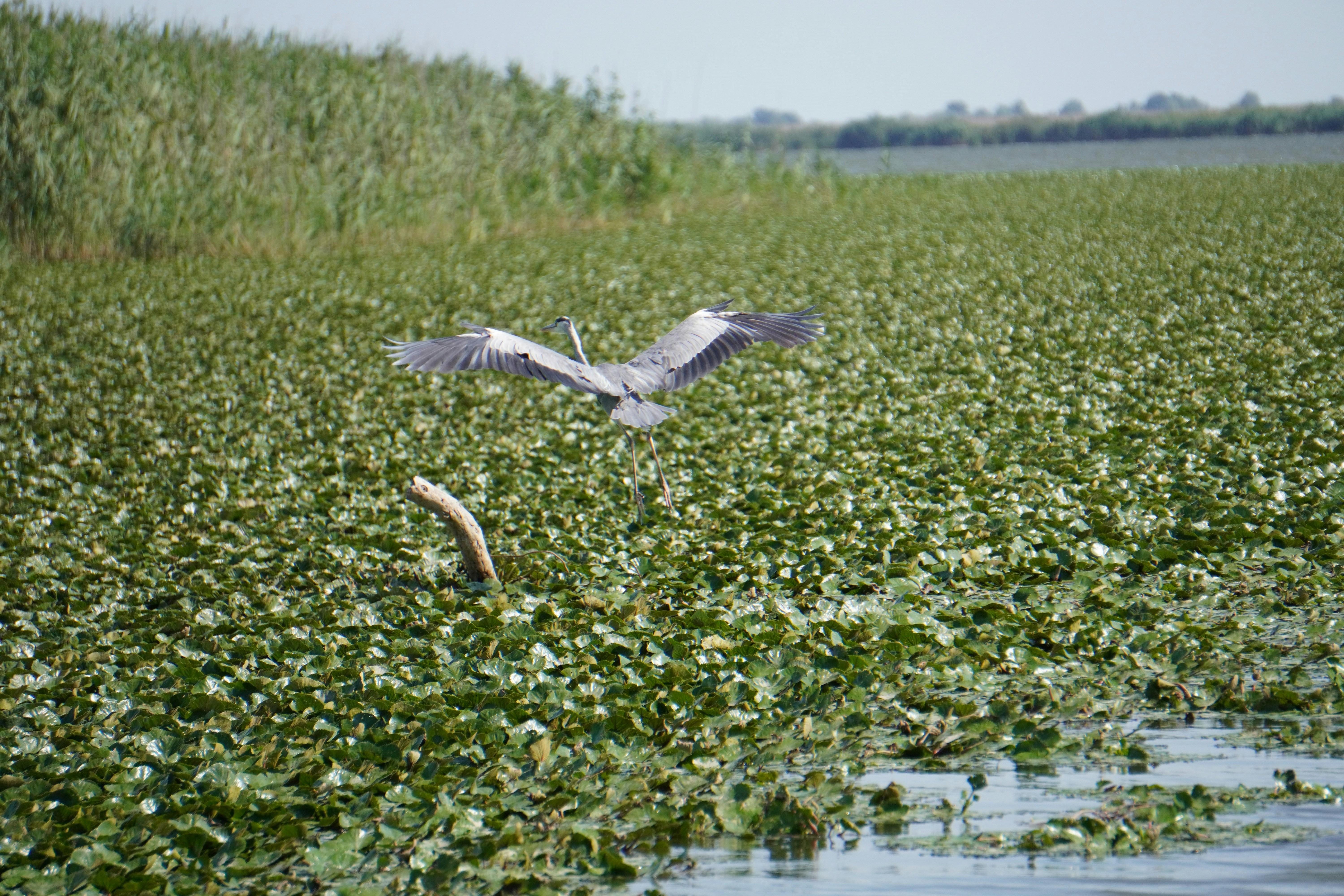 Winged Interlude Over Aquatic Carpet