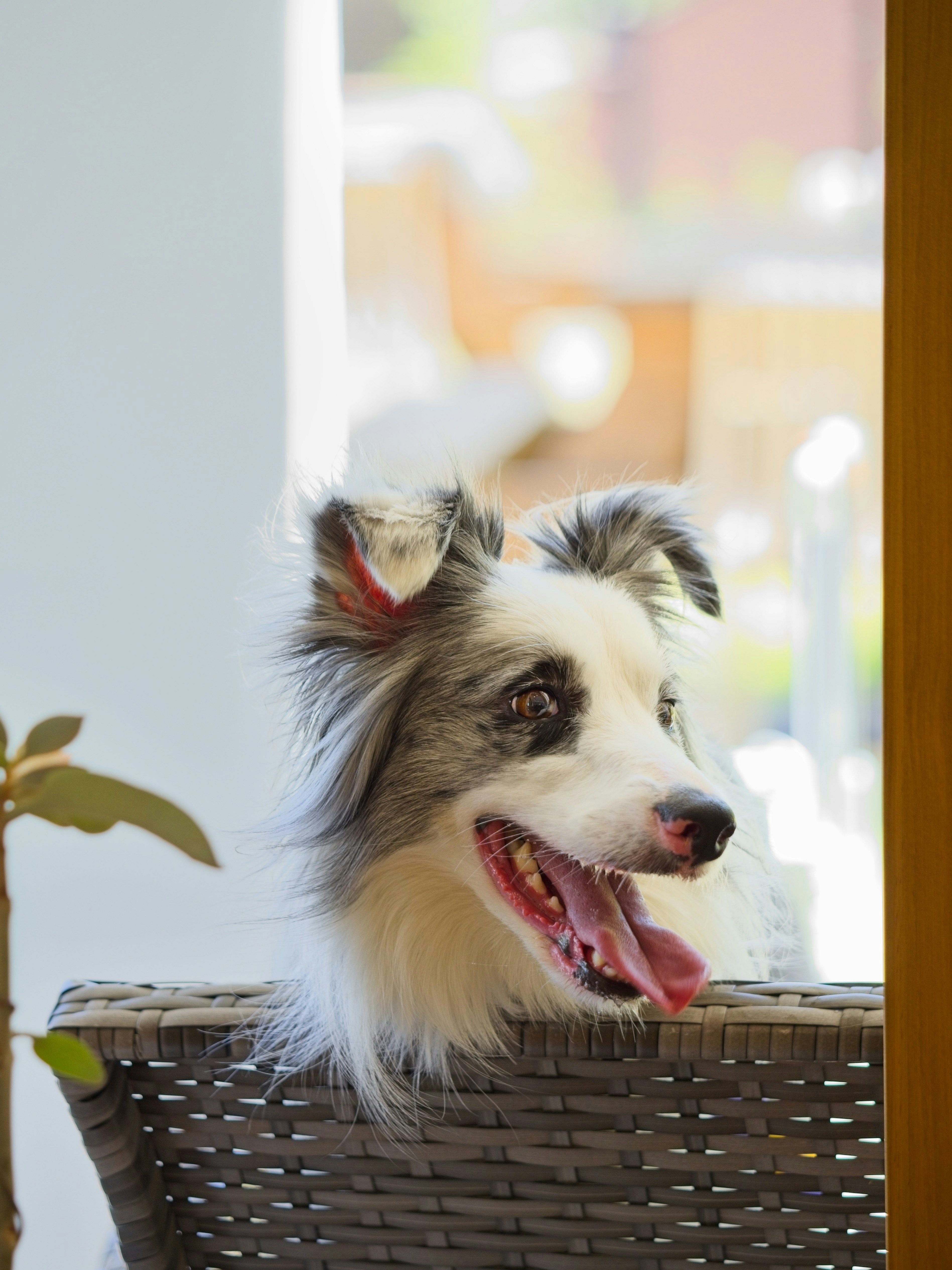 Joy at the Porch: A Border Collie Pop of Personality
