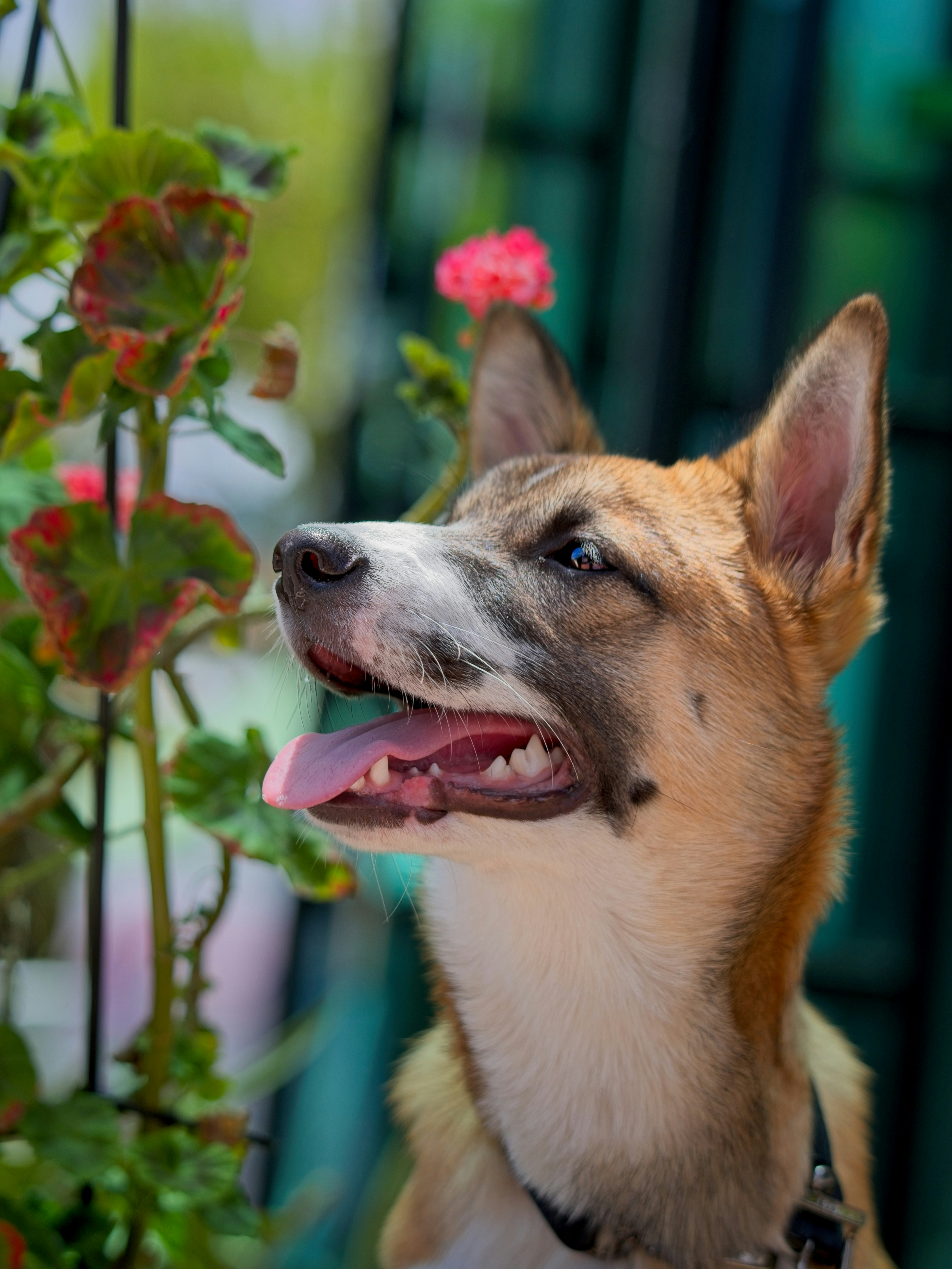 Close-up of a happy dog with a bright pink flower and greenery in a garden; soft bokeh and natural light.