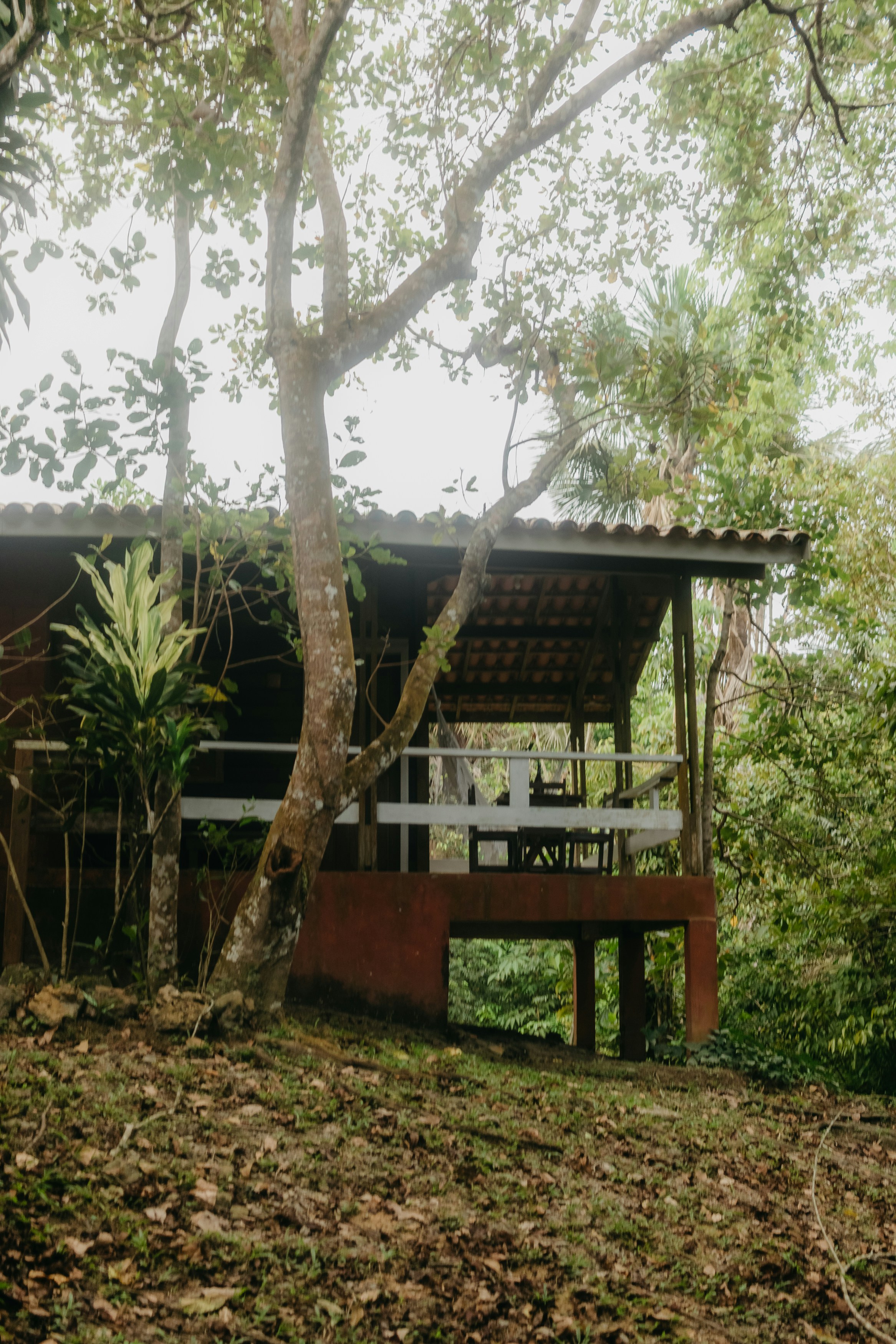 Tree-crest House: A Quiet Endeavor Beneath Leafy Canopy