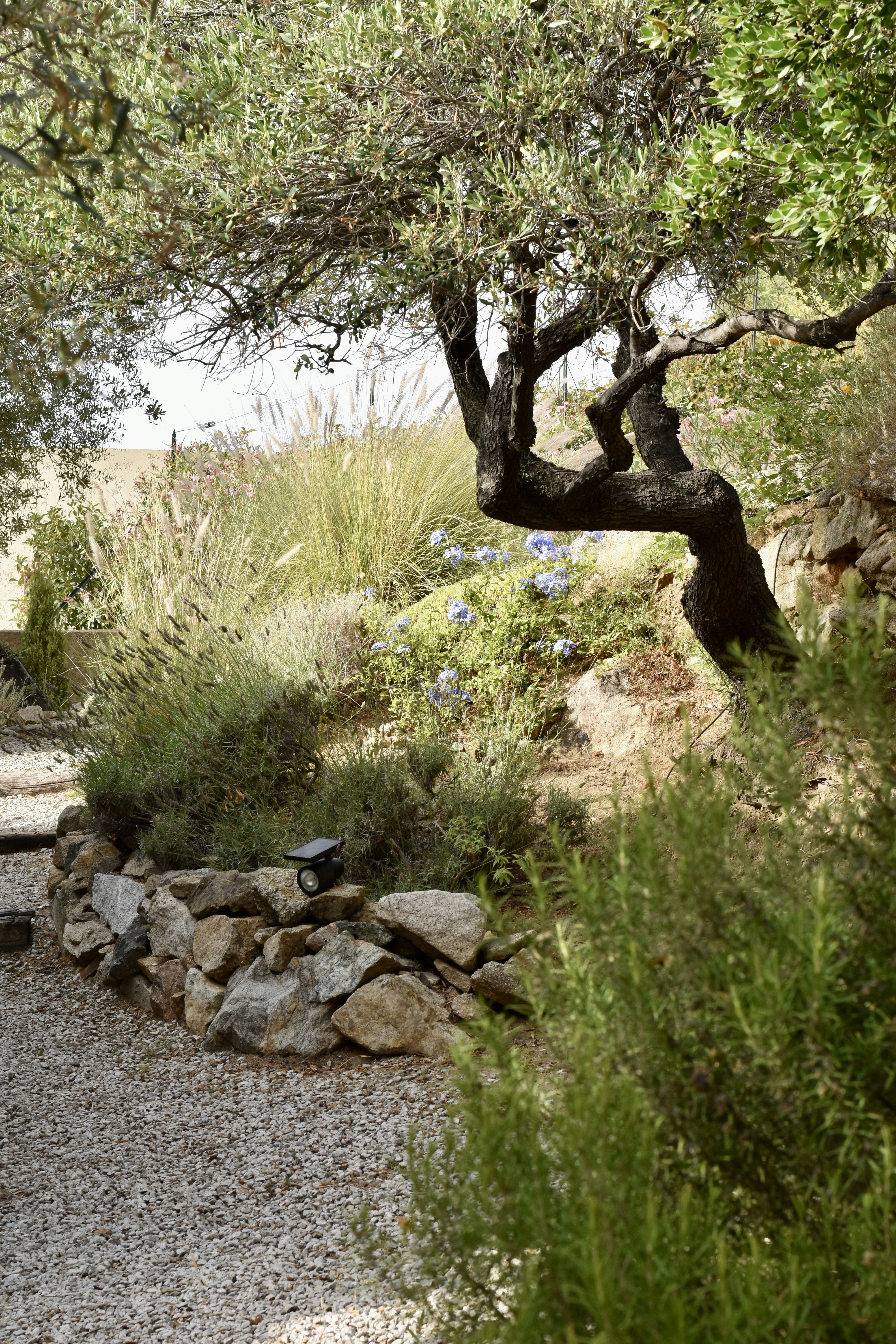 Gnarled Olive Canopy Over a Rocky Garden Path