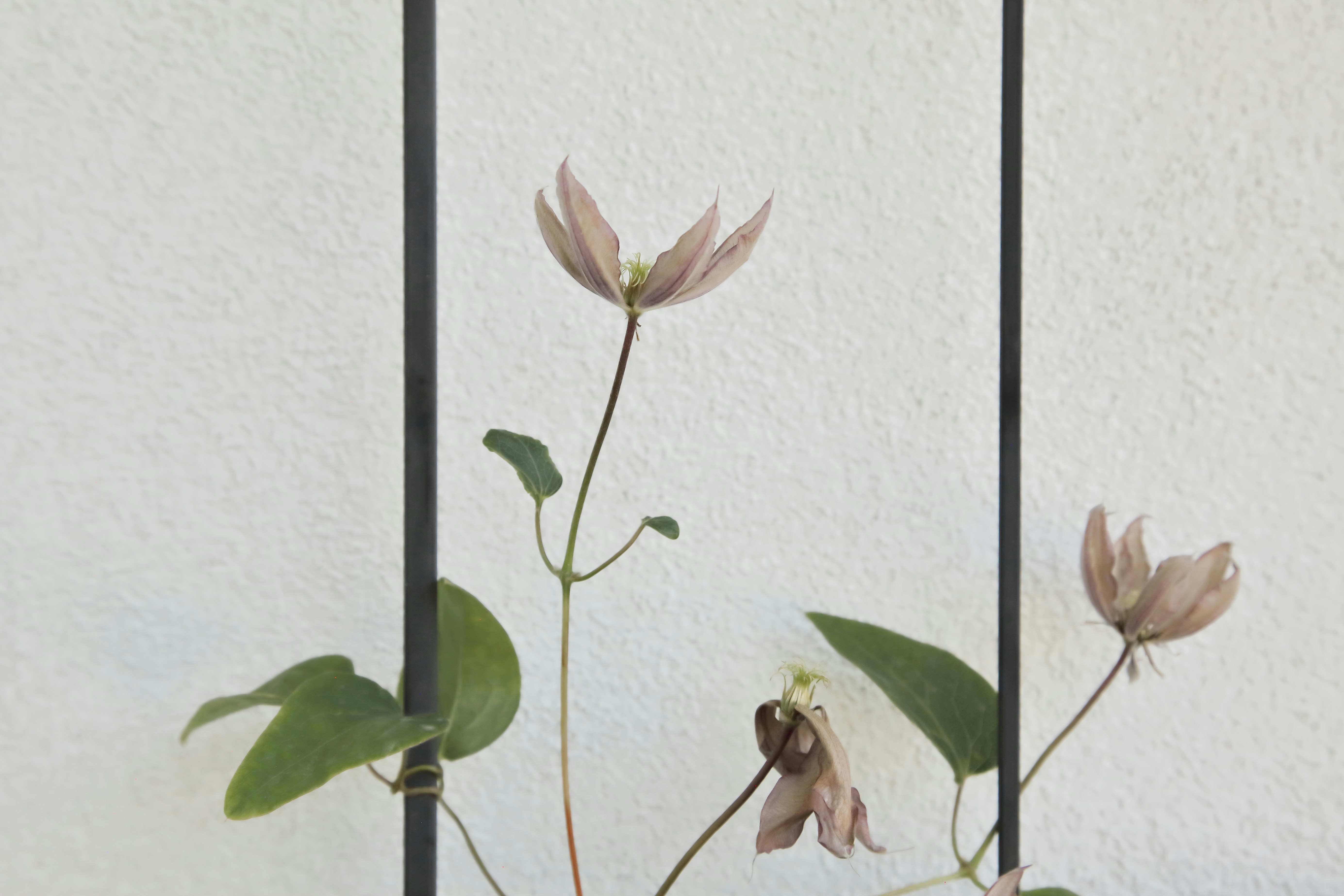 Stem Through the Bars: Delicate Vines Reaching for Light