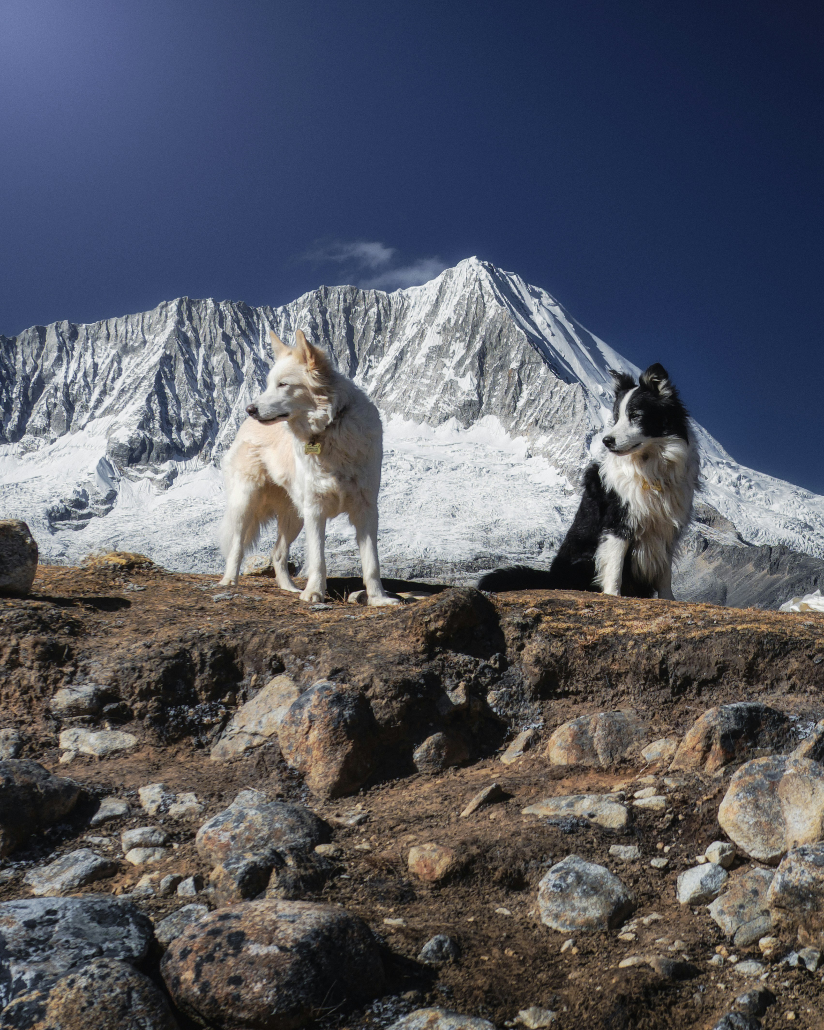 Two Himalayan Hares: Watches Over a Snow-Crowned Ridge