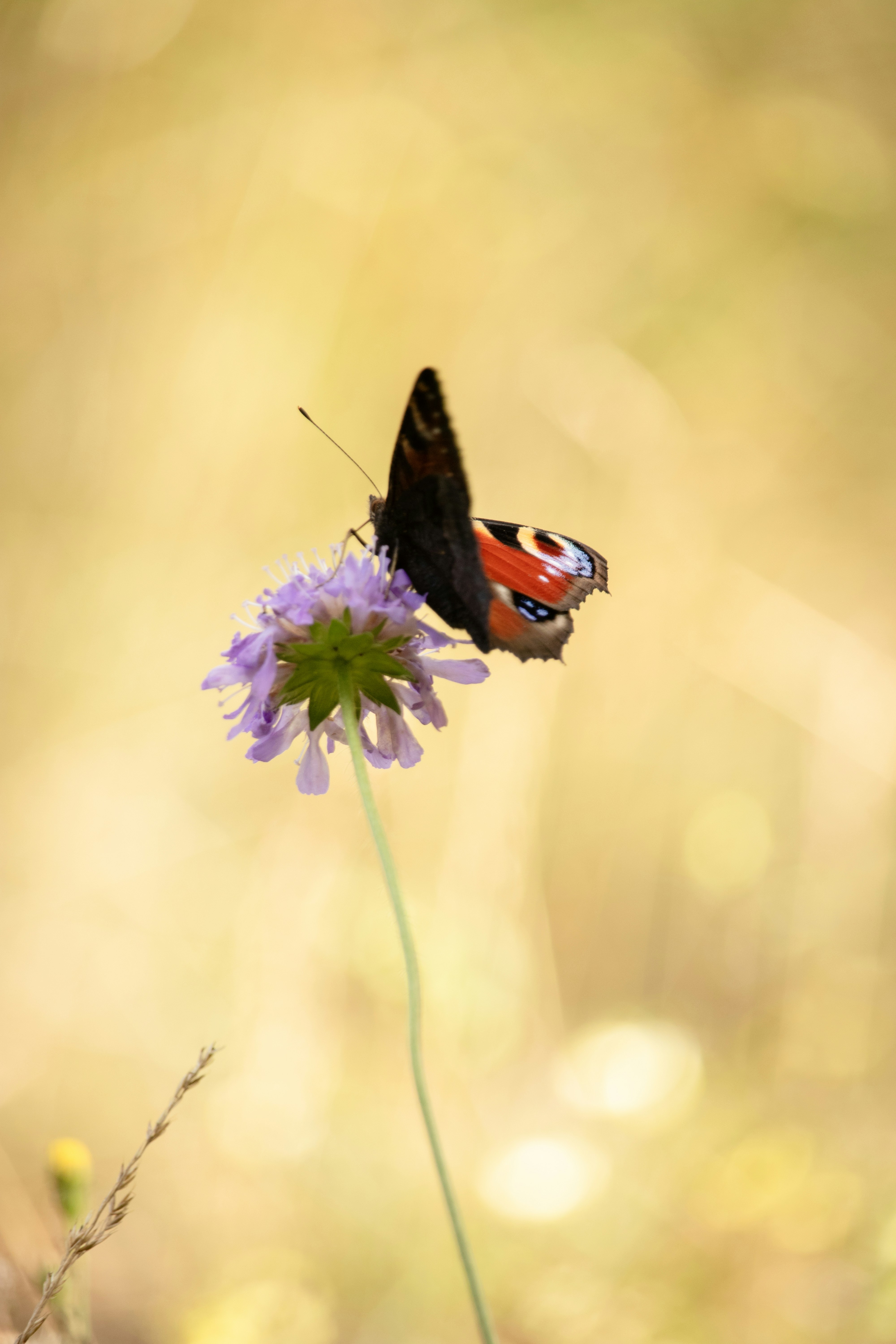 Butterfly on a Purple Bloom: A Sunlit Moment