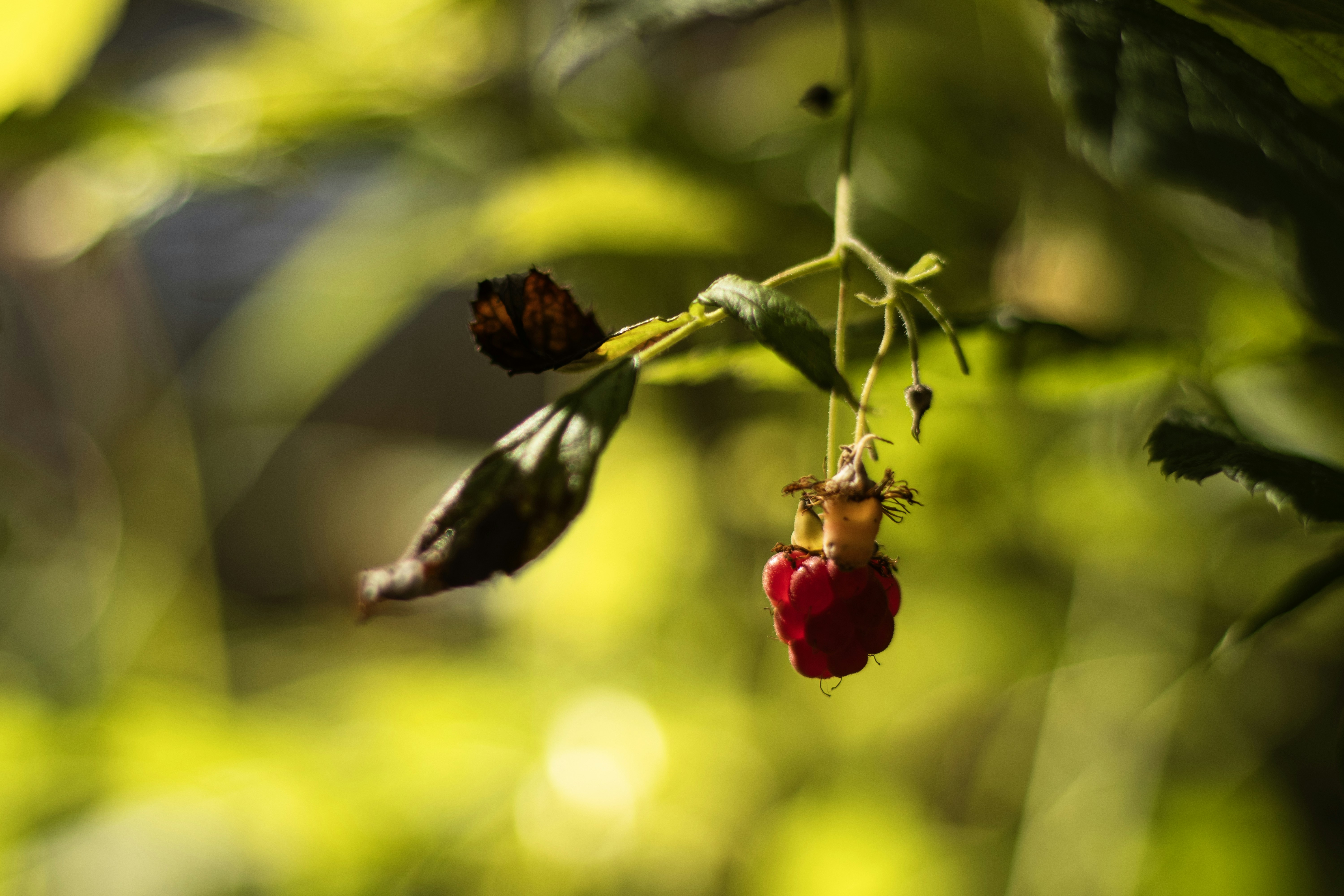 Berry in the Sun: A Delicate Closer Look at a Red Raspberry on a Branch