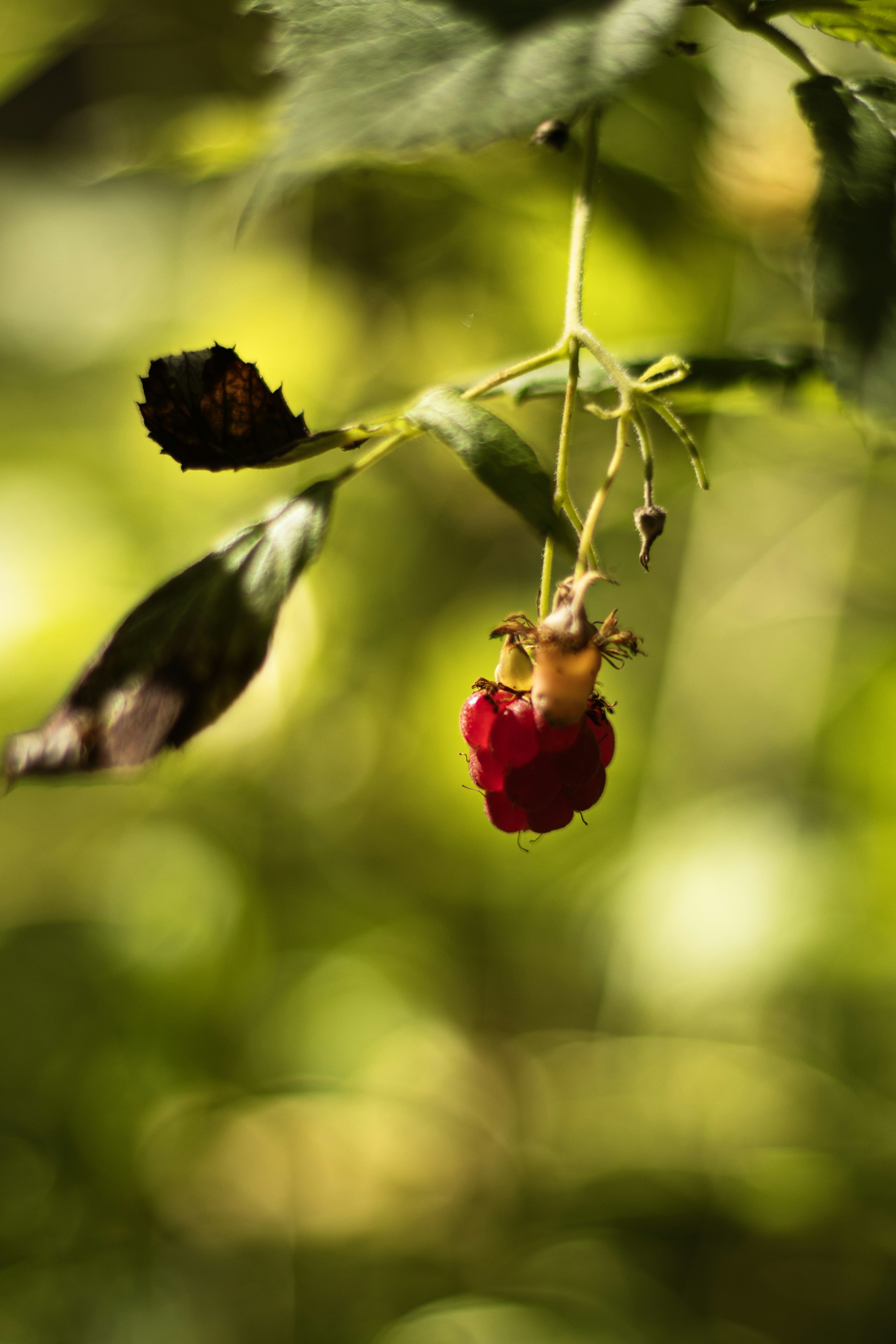 Ruby Berry in a Sunlit Tangle: A Quiet Moment of Fragile Color