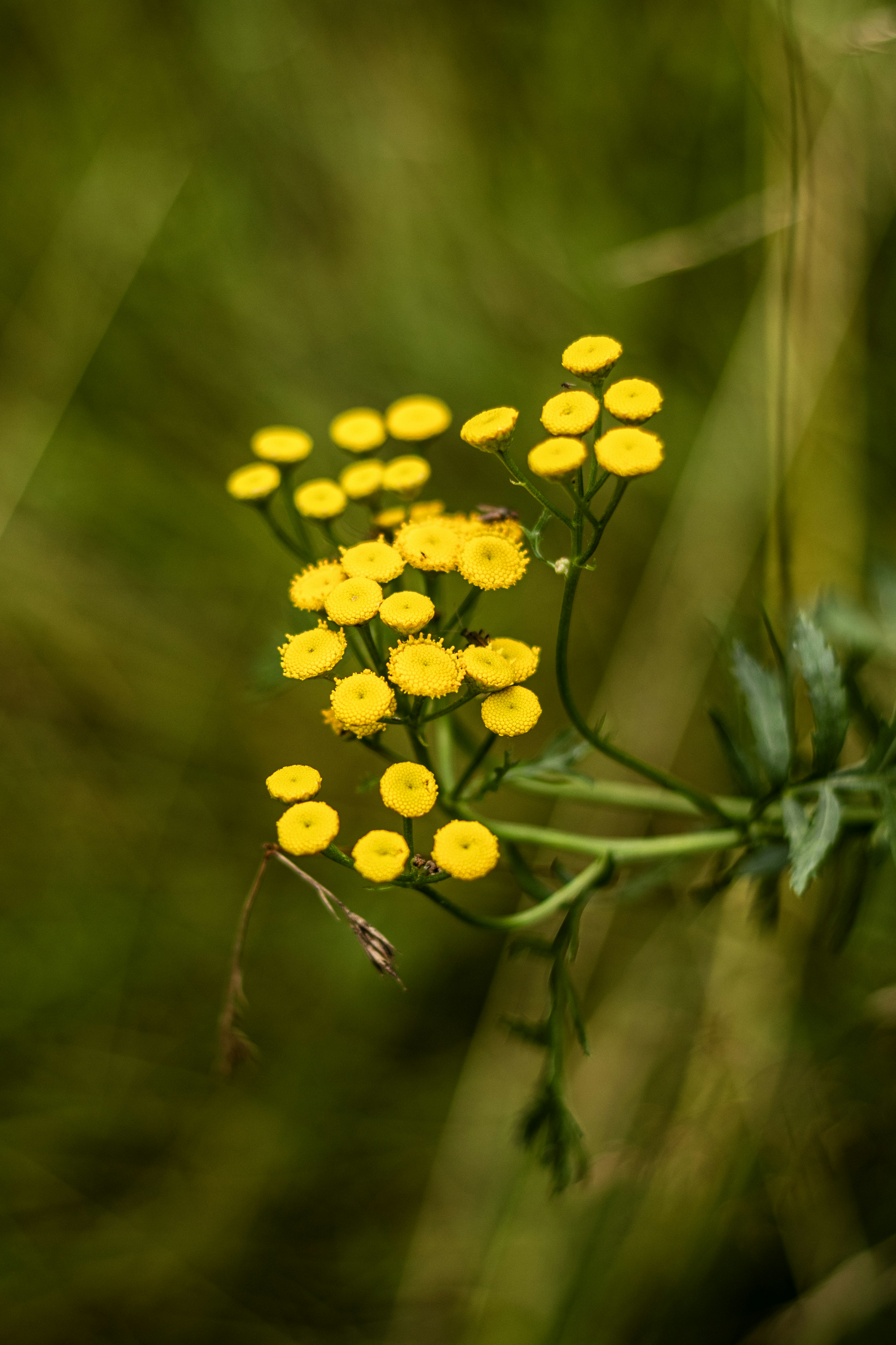 Golden Umbels in a Sea of Green