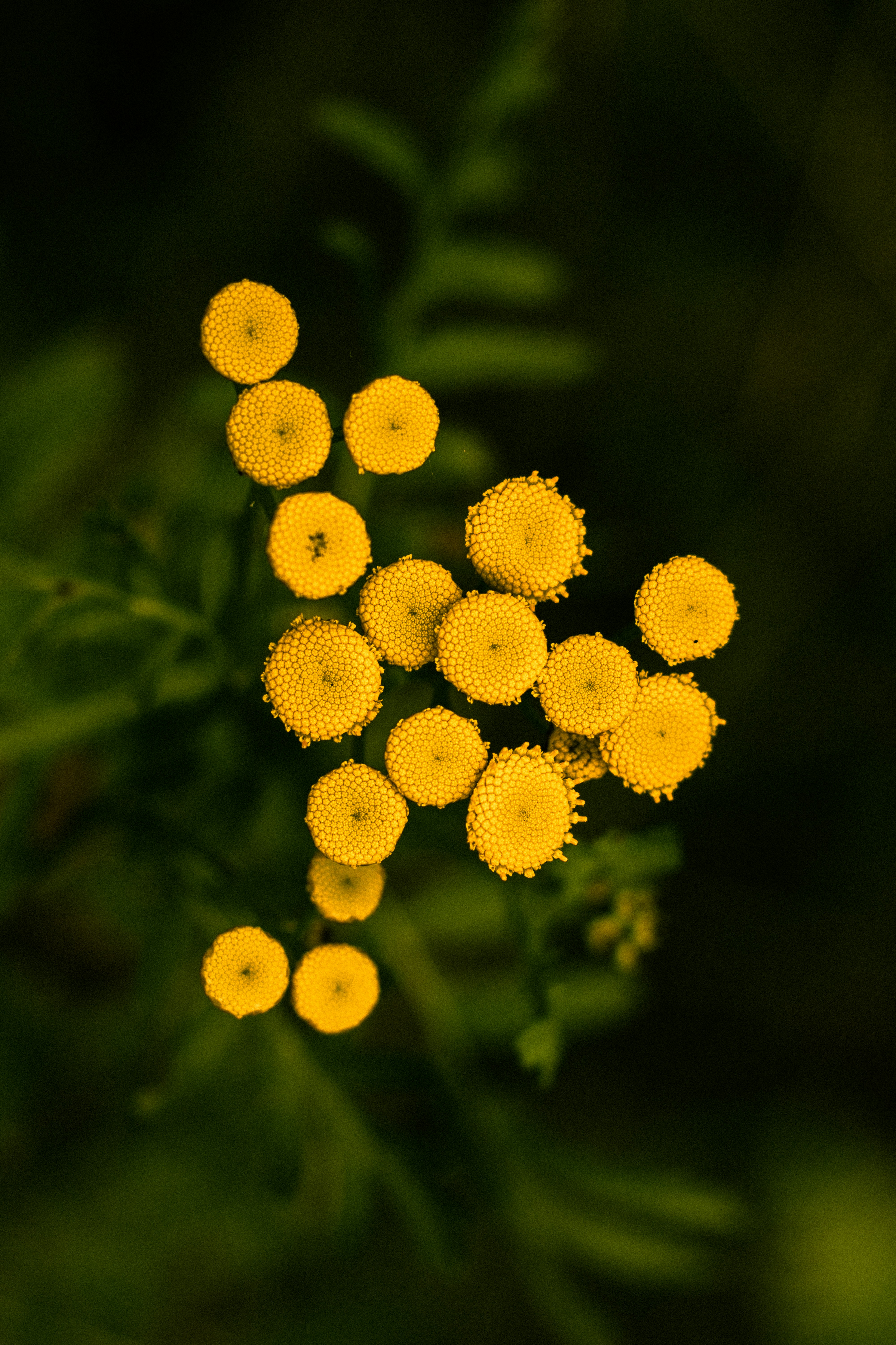 Sunlit Yarrow Clusters: Golden Orbs Against a Velvet Green