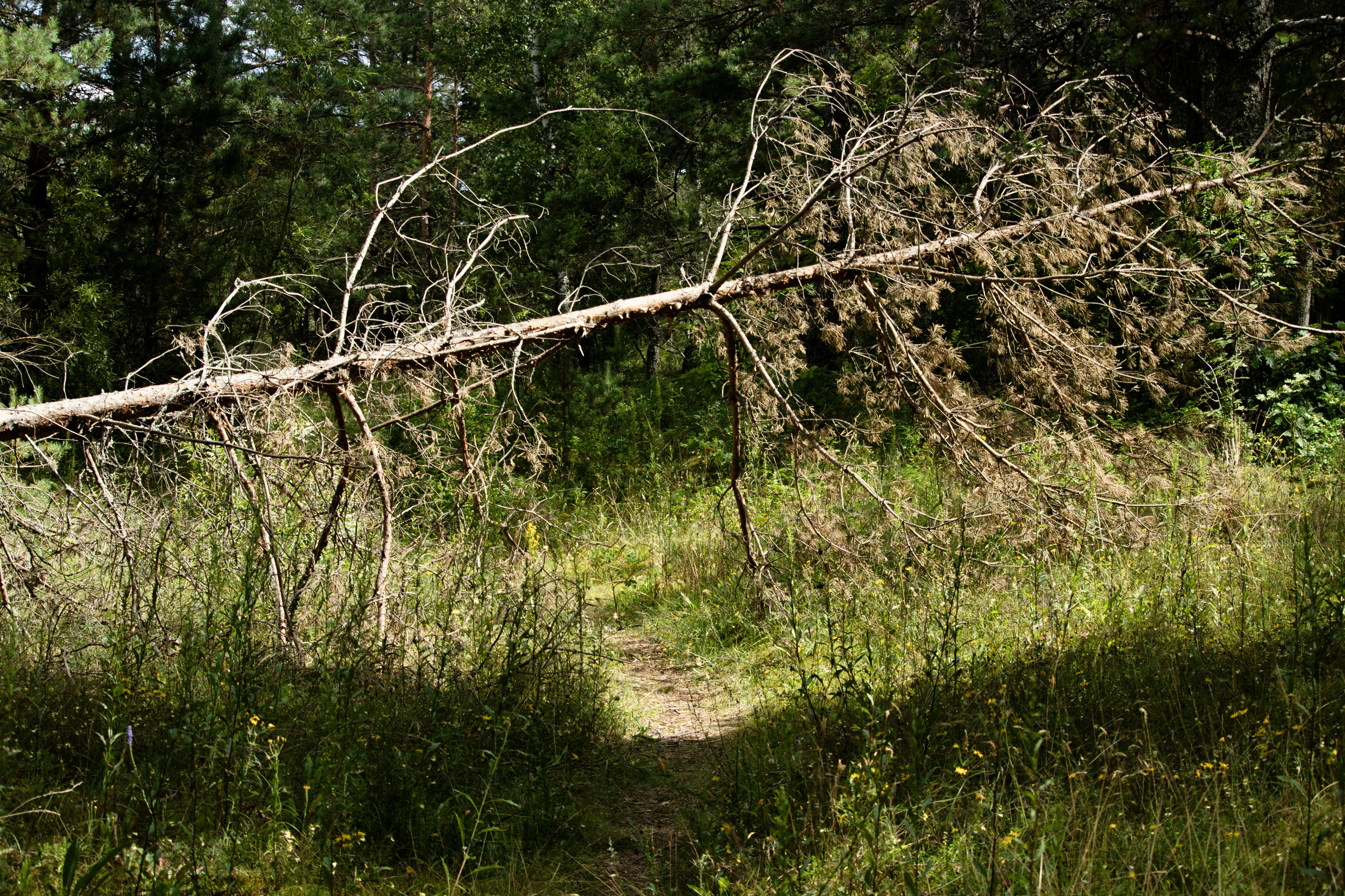 Fallen Branch Across a Sunlit Forest Path