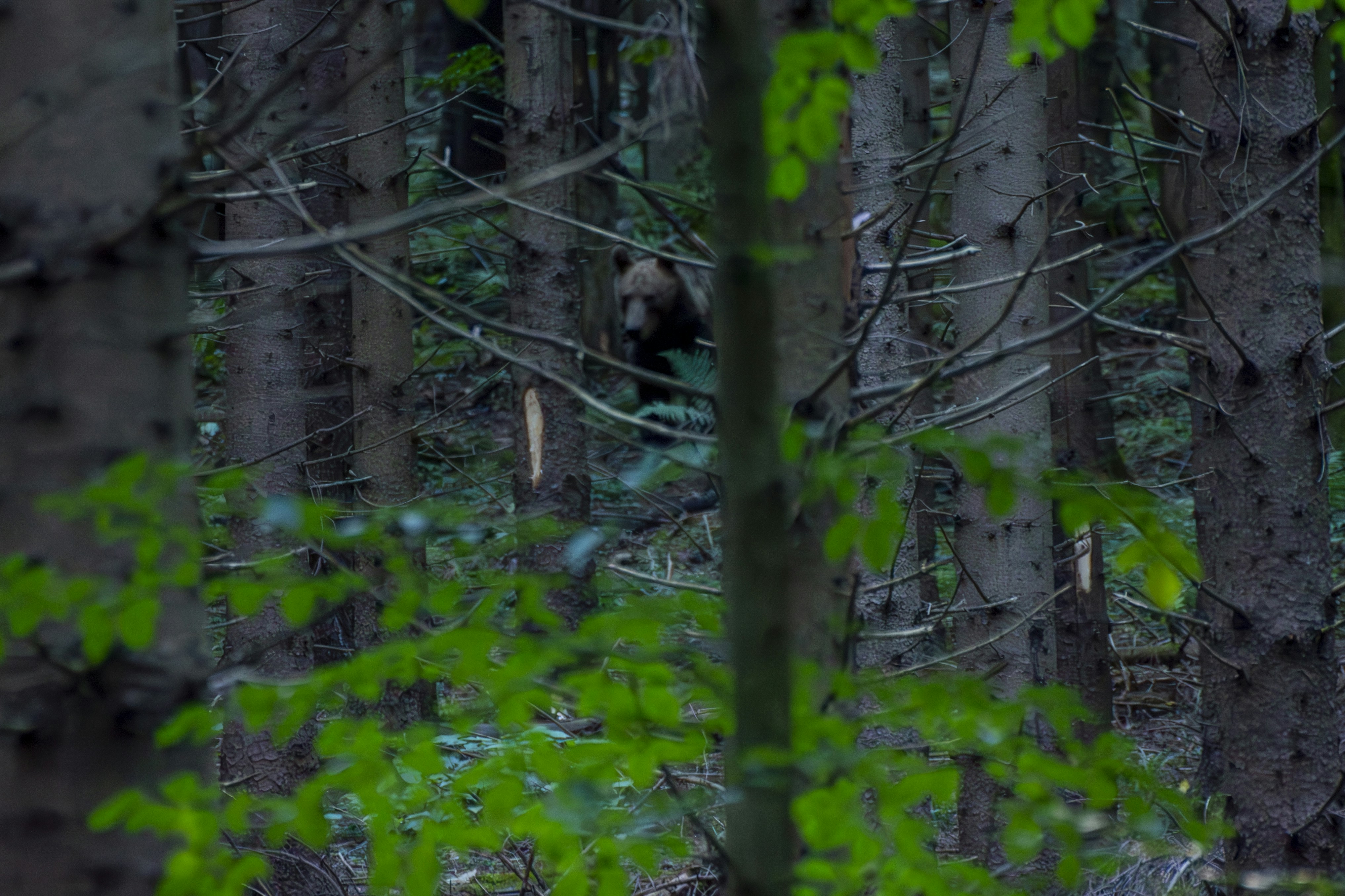 Silent Watcher in the Pine Shadow