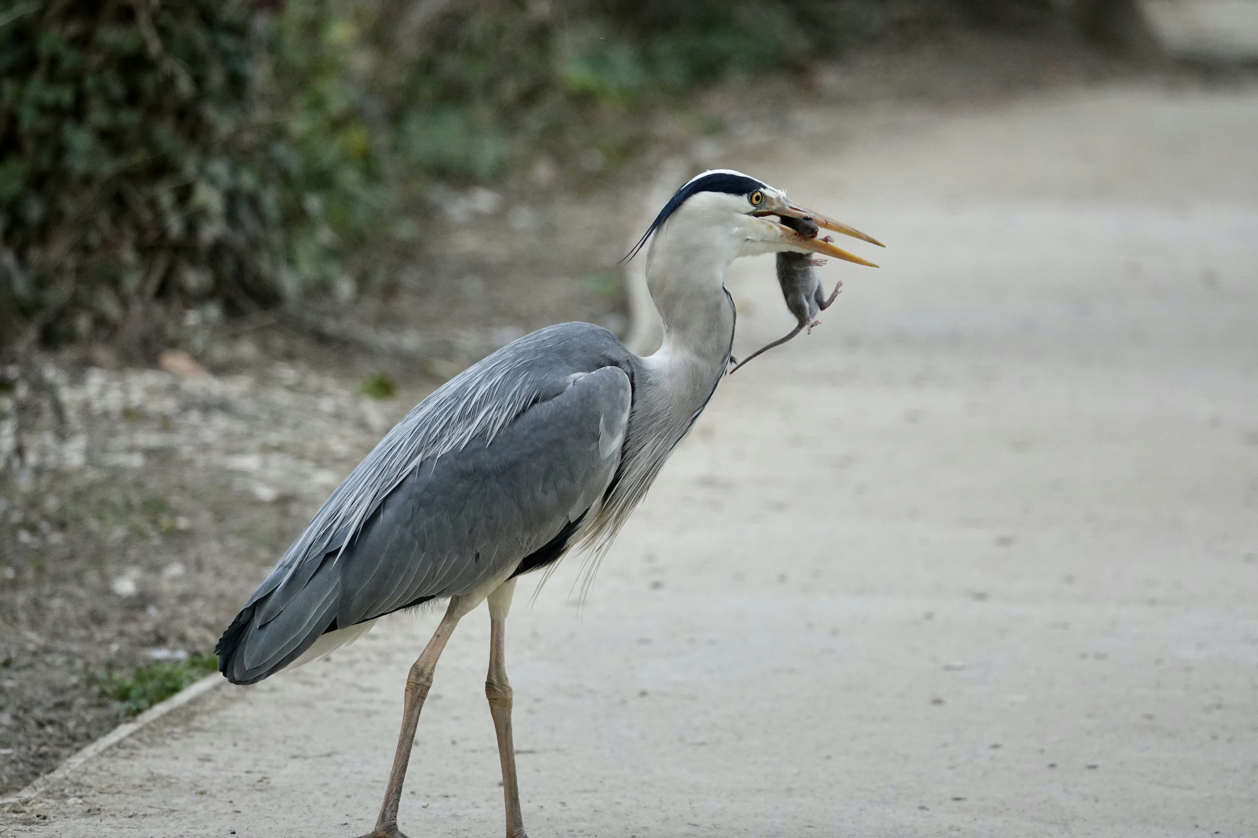 Heron on a Path: Beak Wide in the Catch