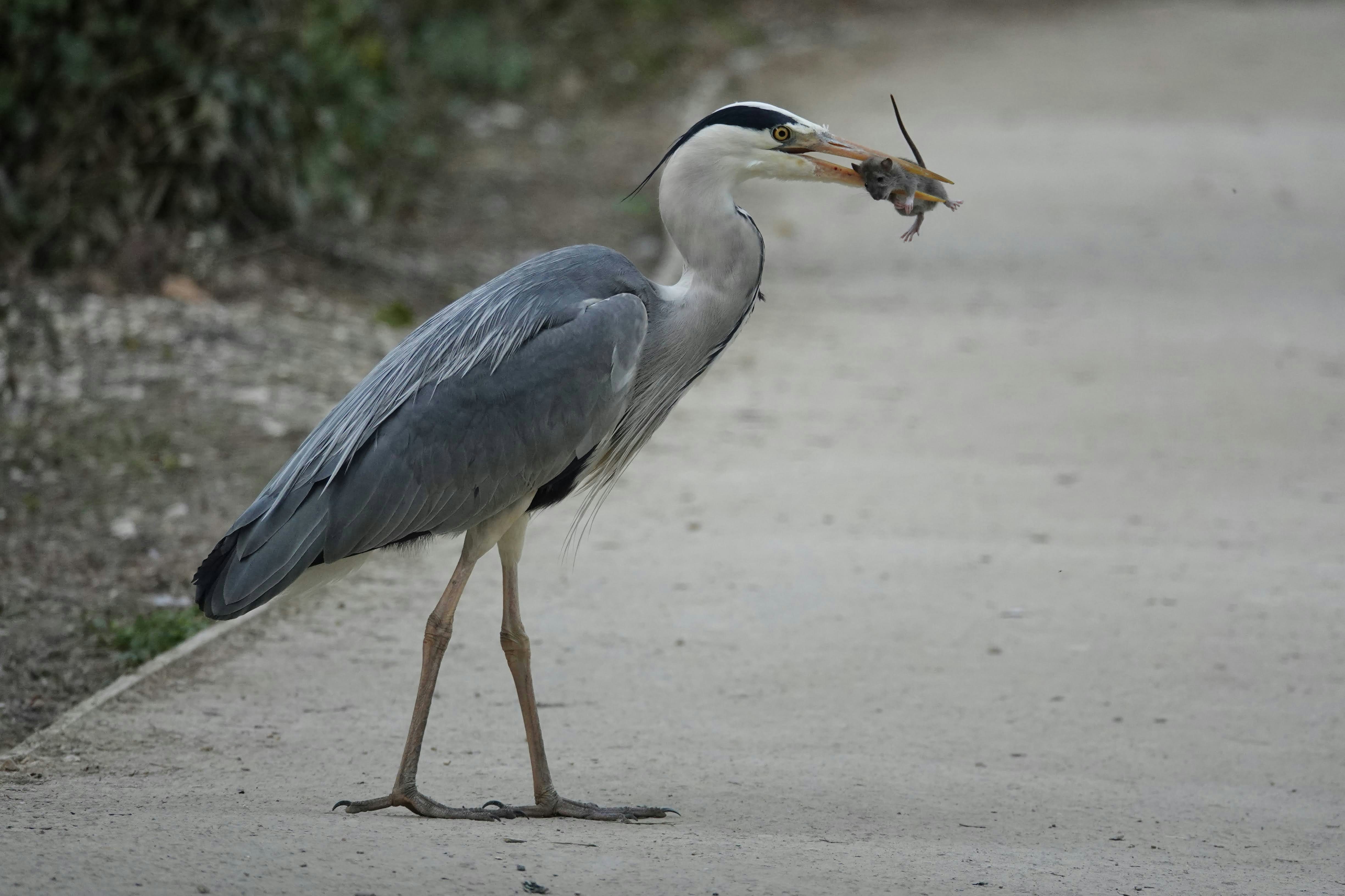 Horizon-Striding Grey Heron with Prey
