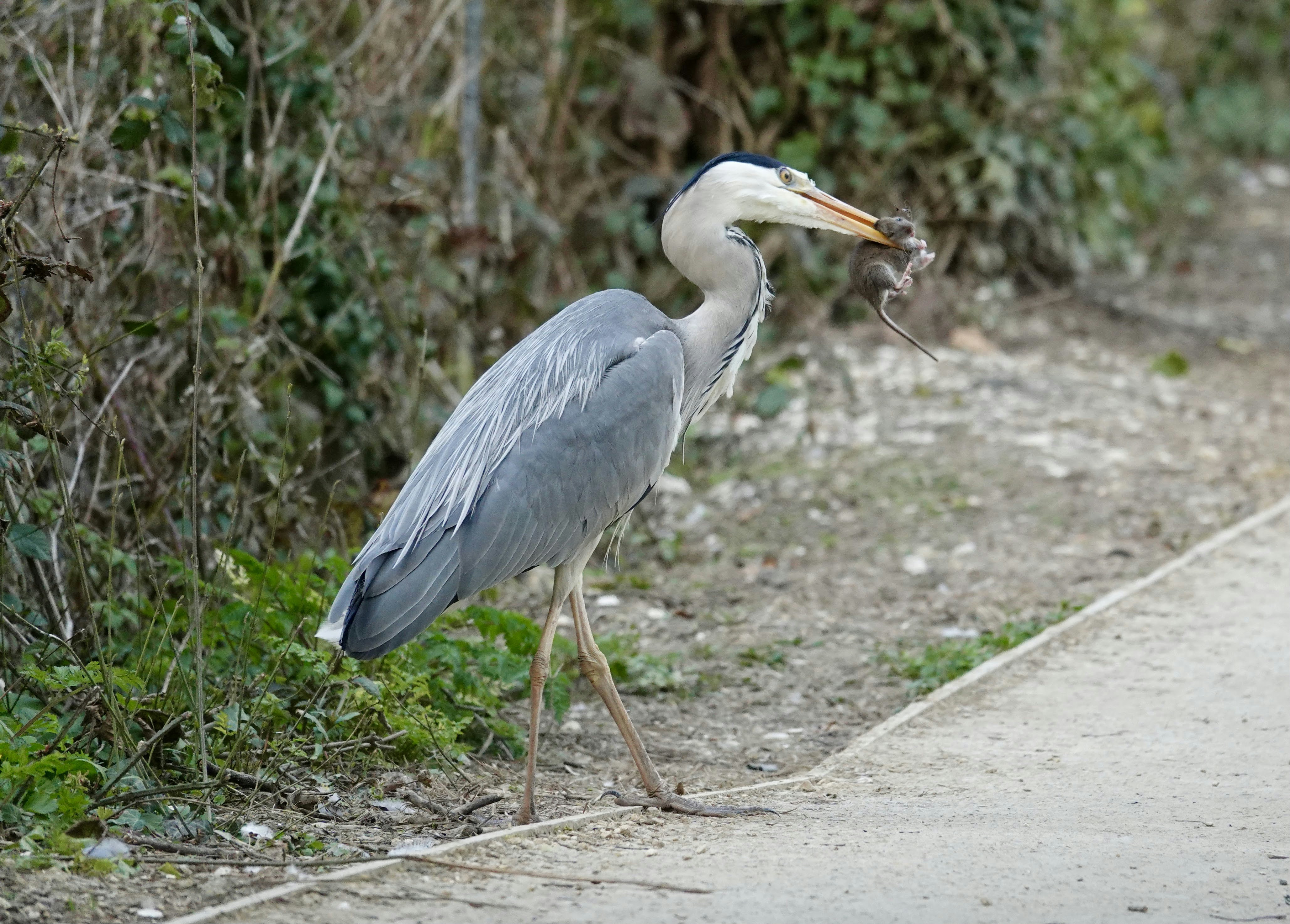 Hawk-Gray Heron with Prey on a Riverside Path