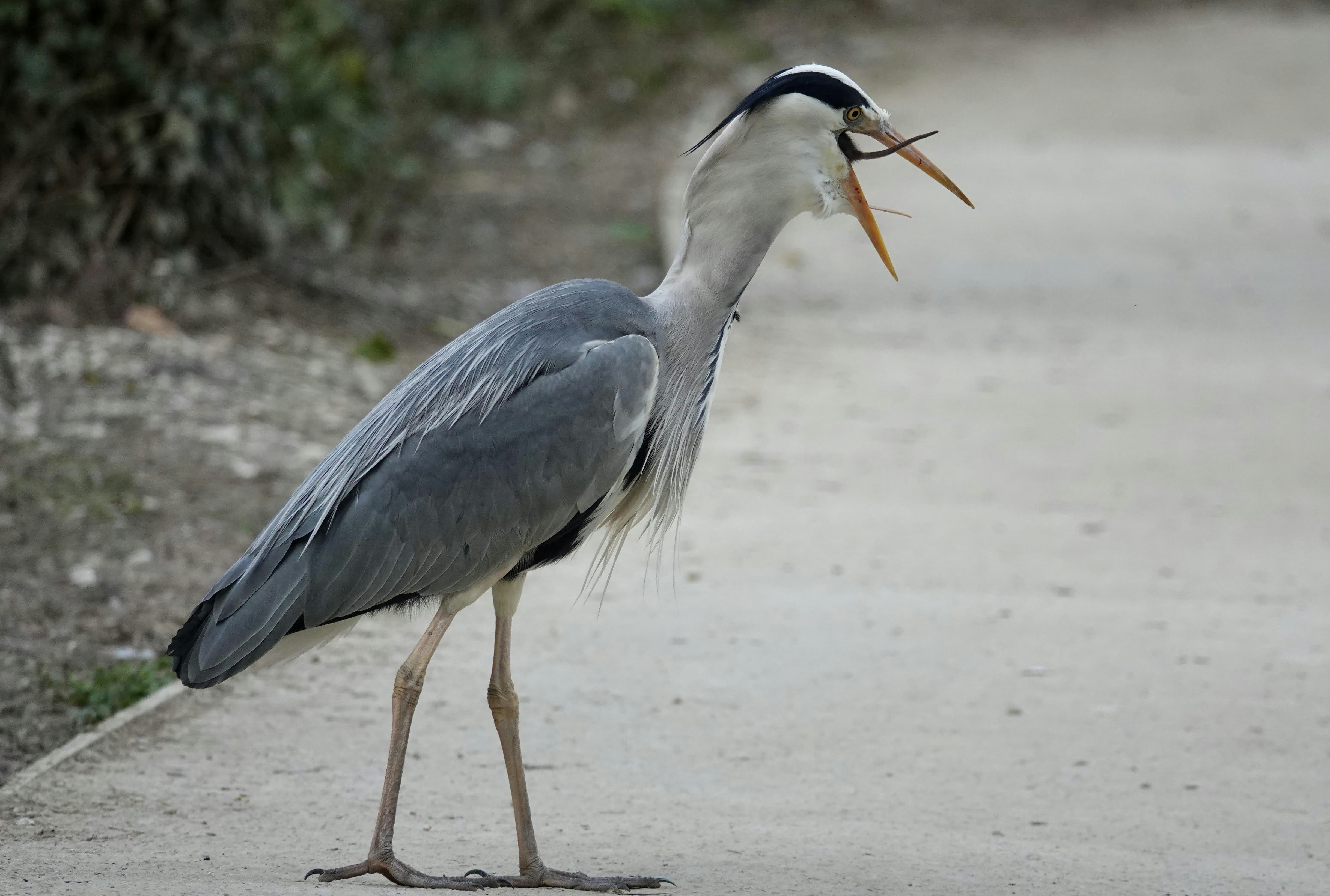 Heron with Beak Open in a Dusty Path