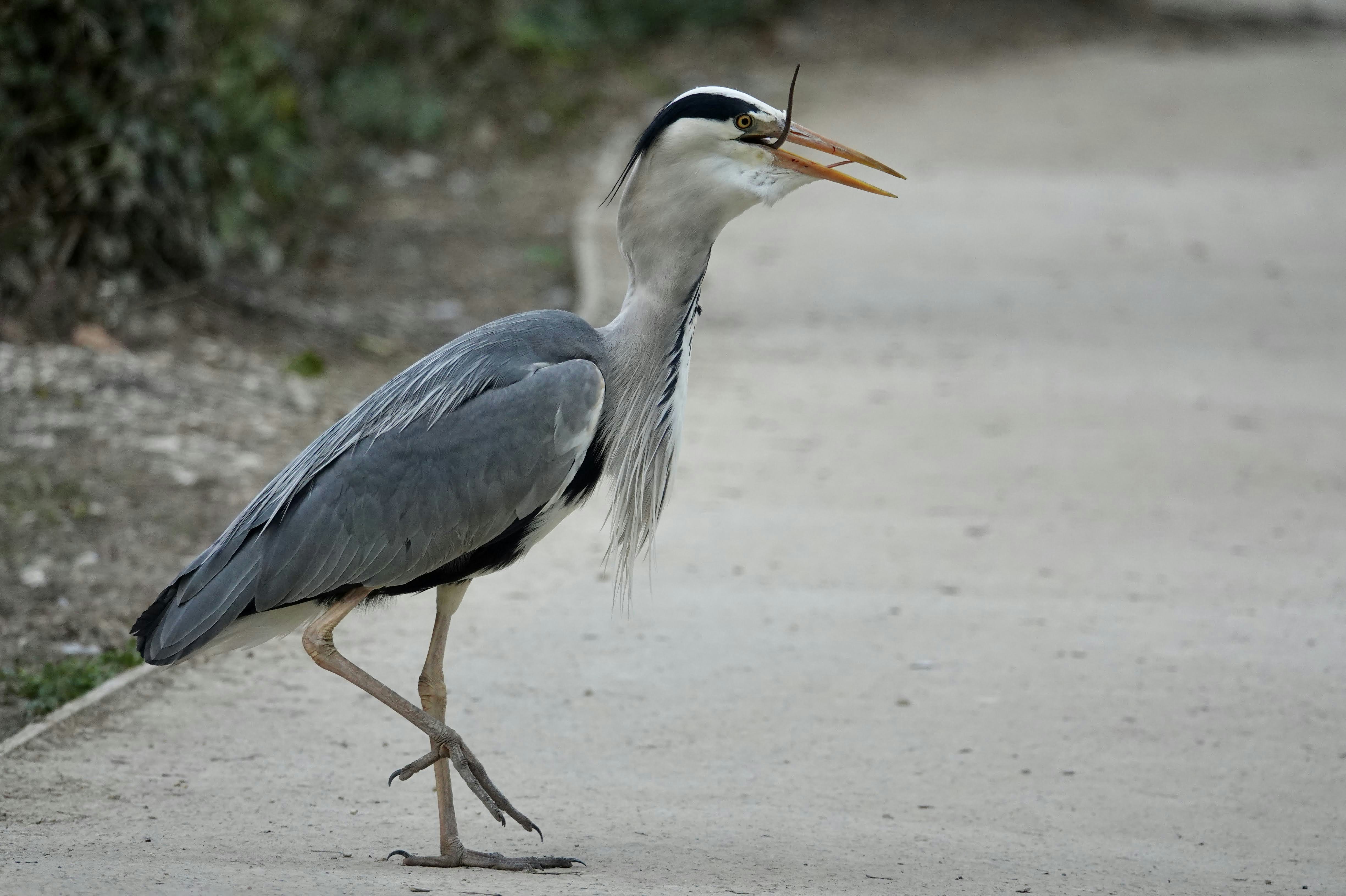 Heron on the Walk: A Striking Display of Curve and Light