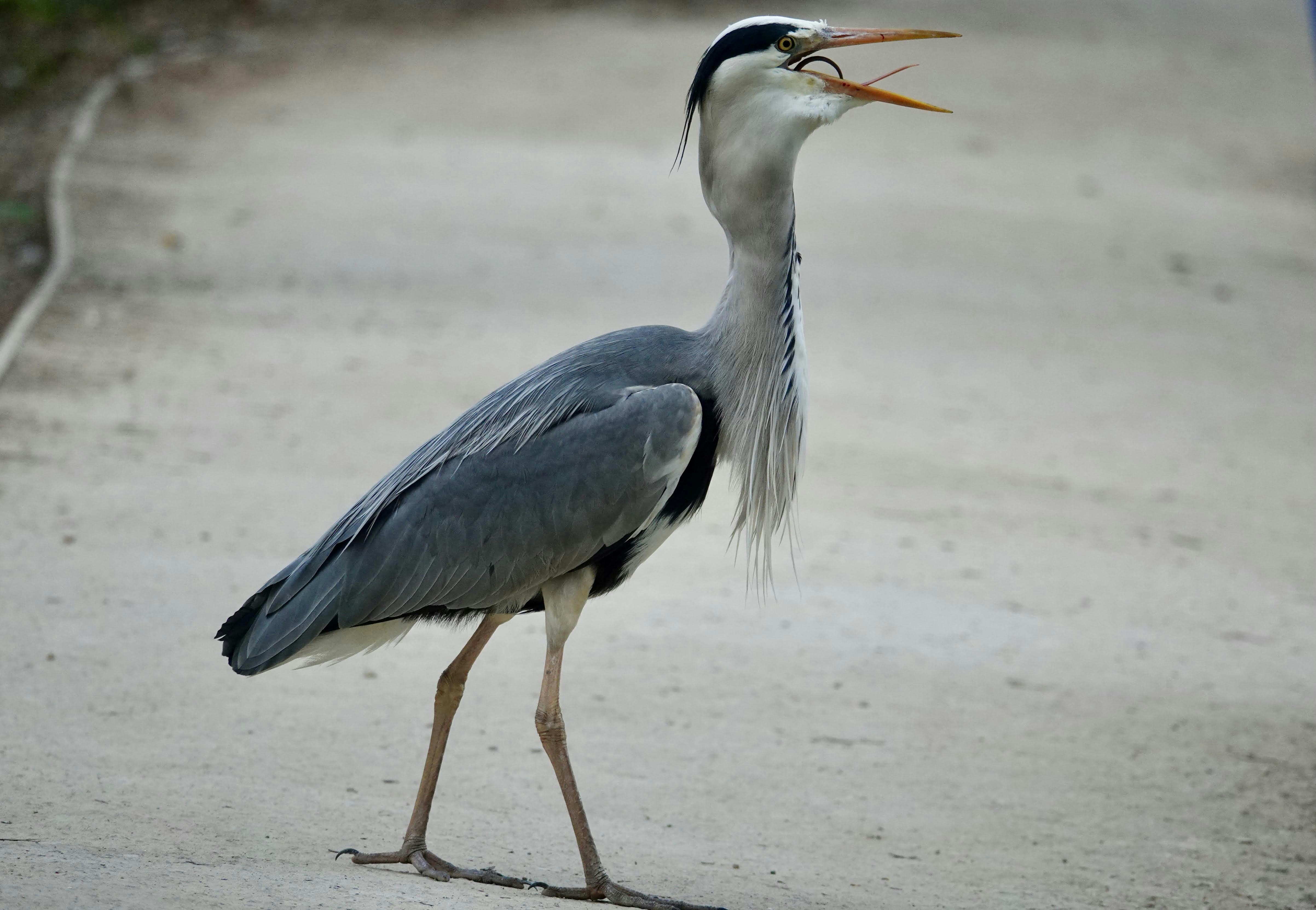 Heron in Flight Pause: Mouth Open Under Sunlit Grey Sky