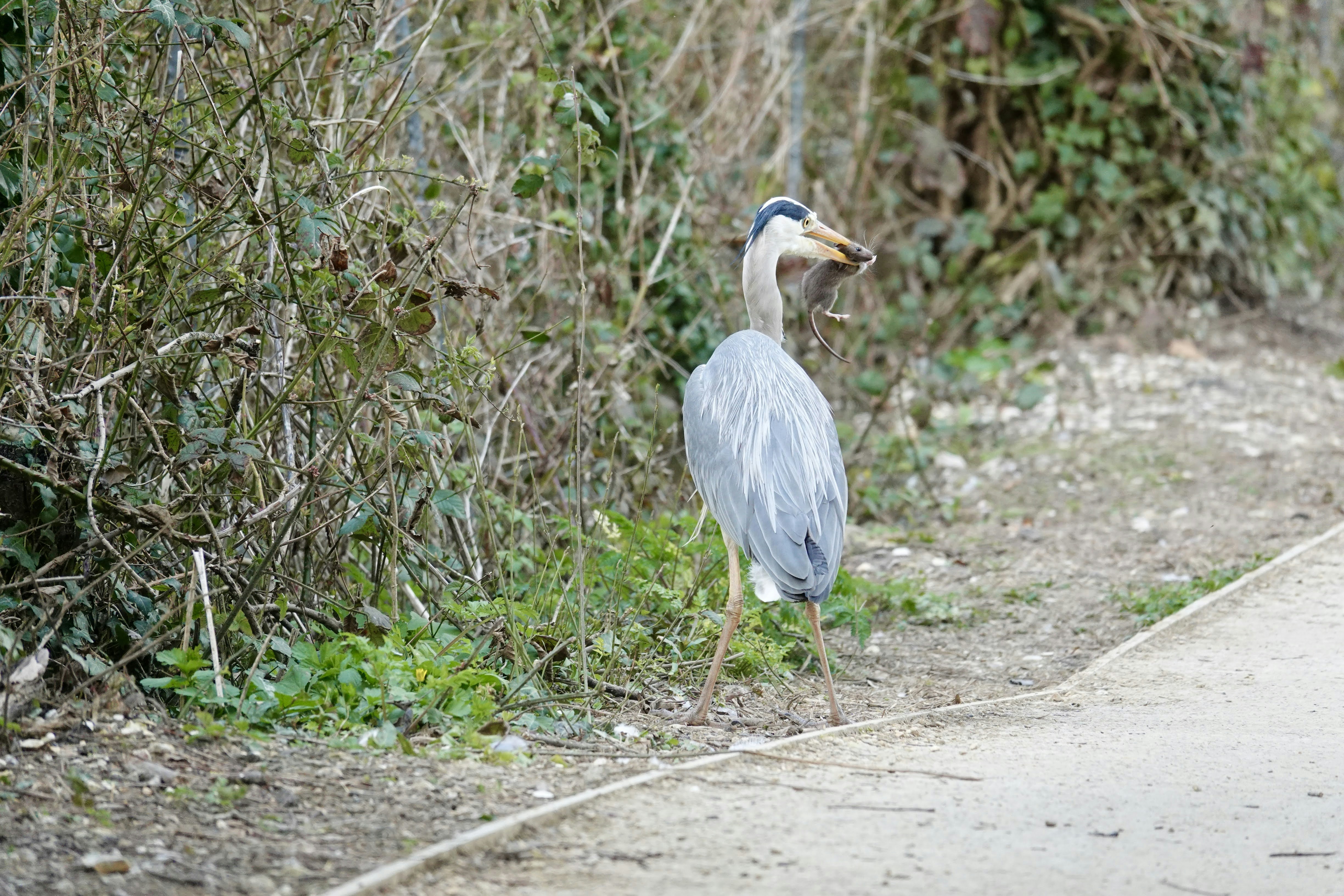 Heron in Quiet Edge: A Watchful Stance by the Path