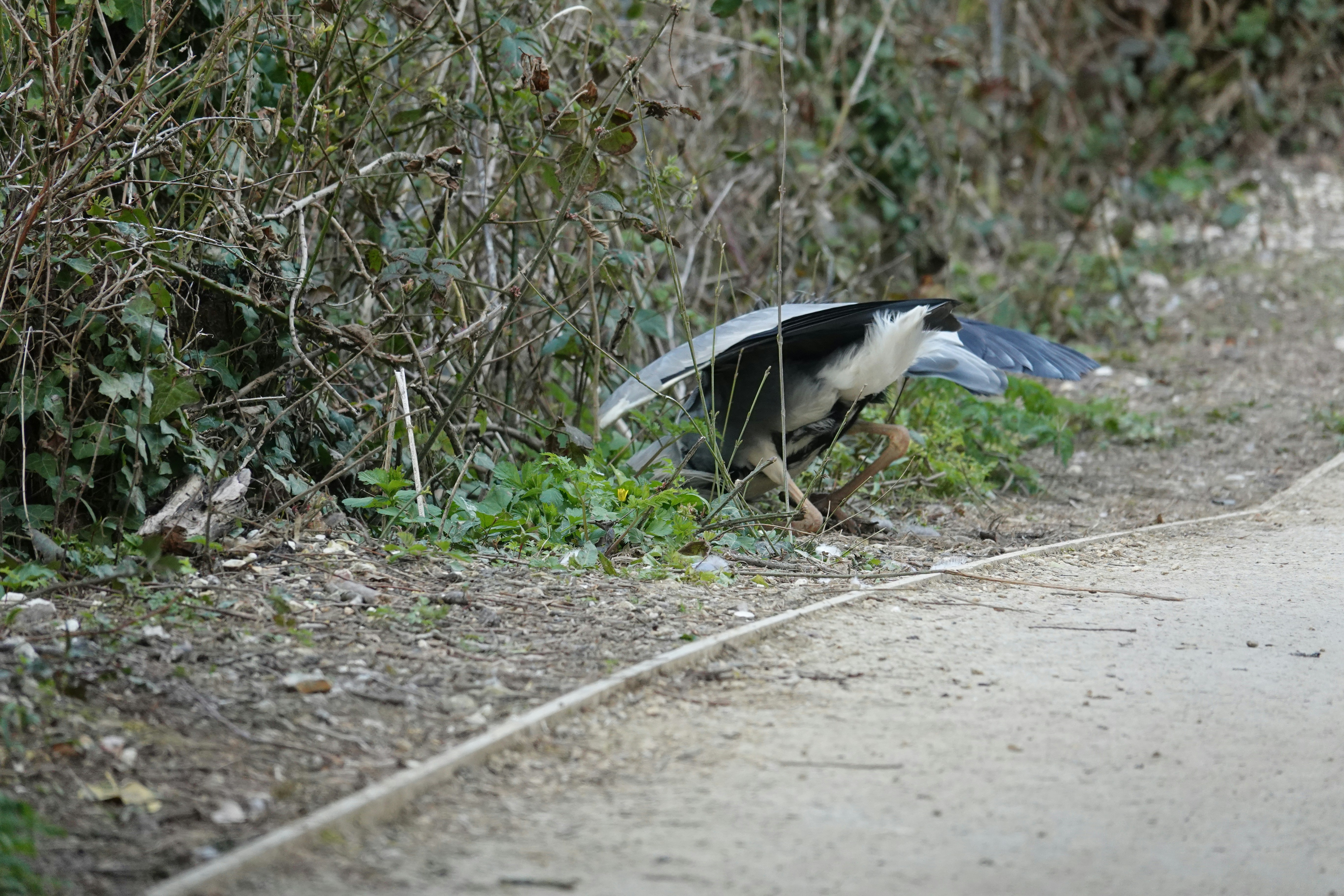 Partial Wing Reveal: A Heron Steps Toward Cover along a Path