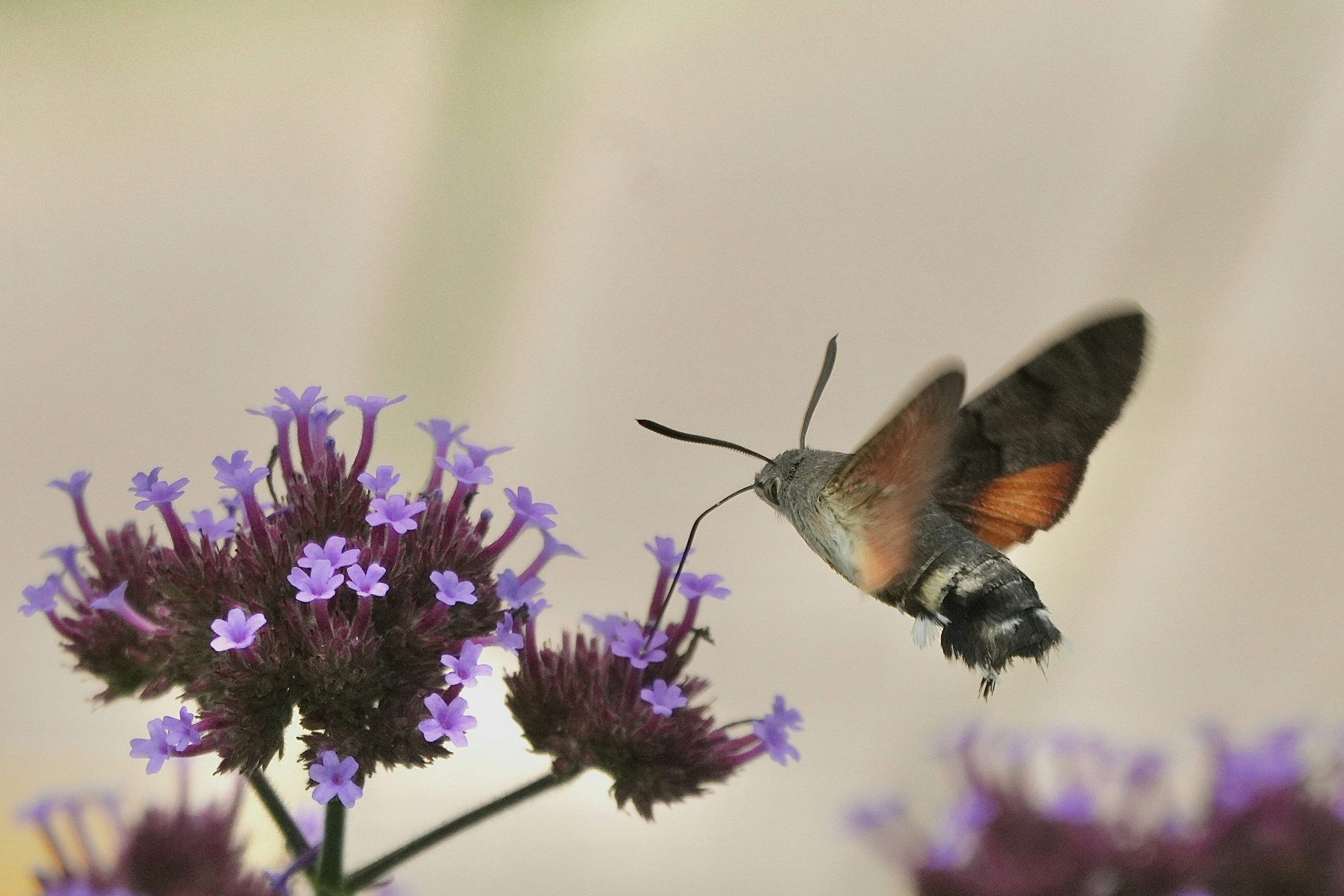Hummingbird in Quiet Bloom