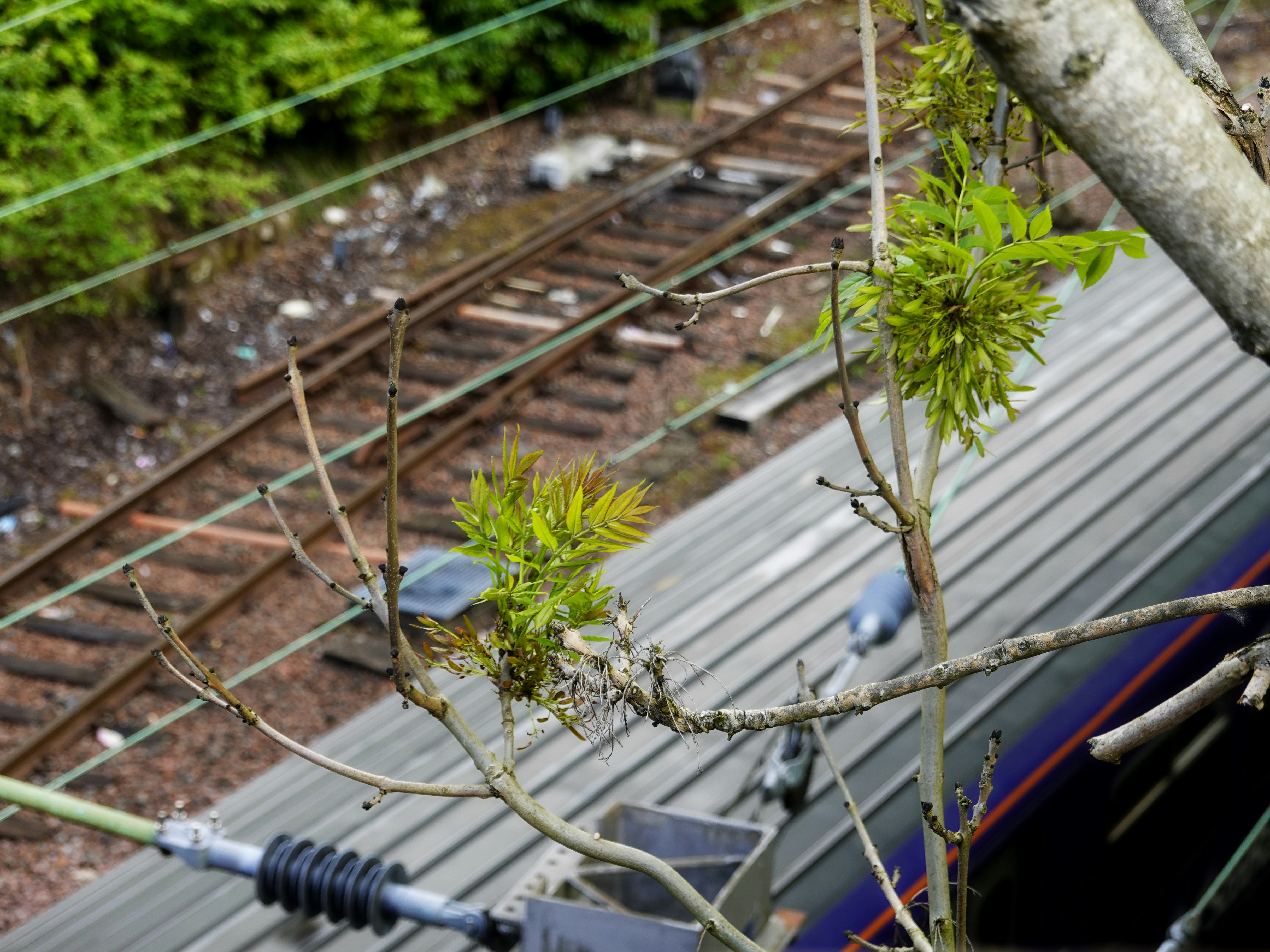 A branchy foreground looms over a quiet railway yard, with tracks and a corrugated roof visible in the background; the scene conveys abandoned or unused space.