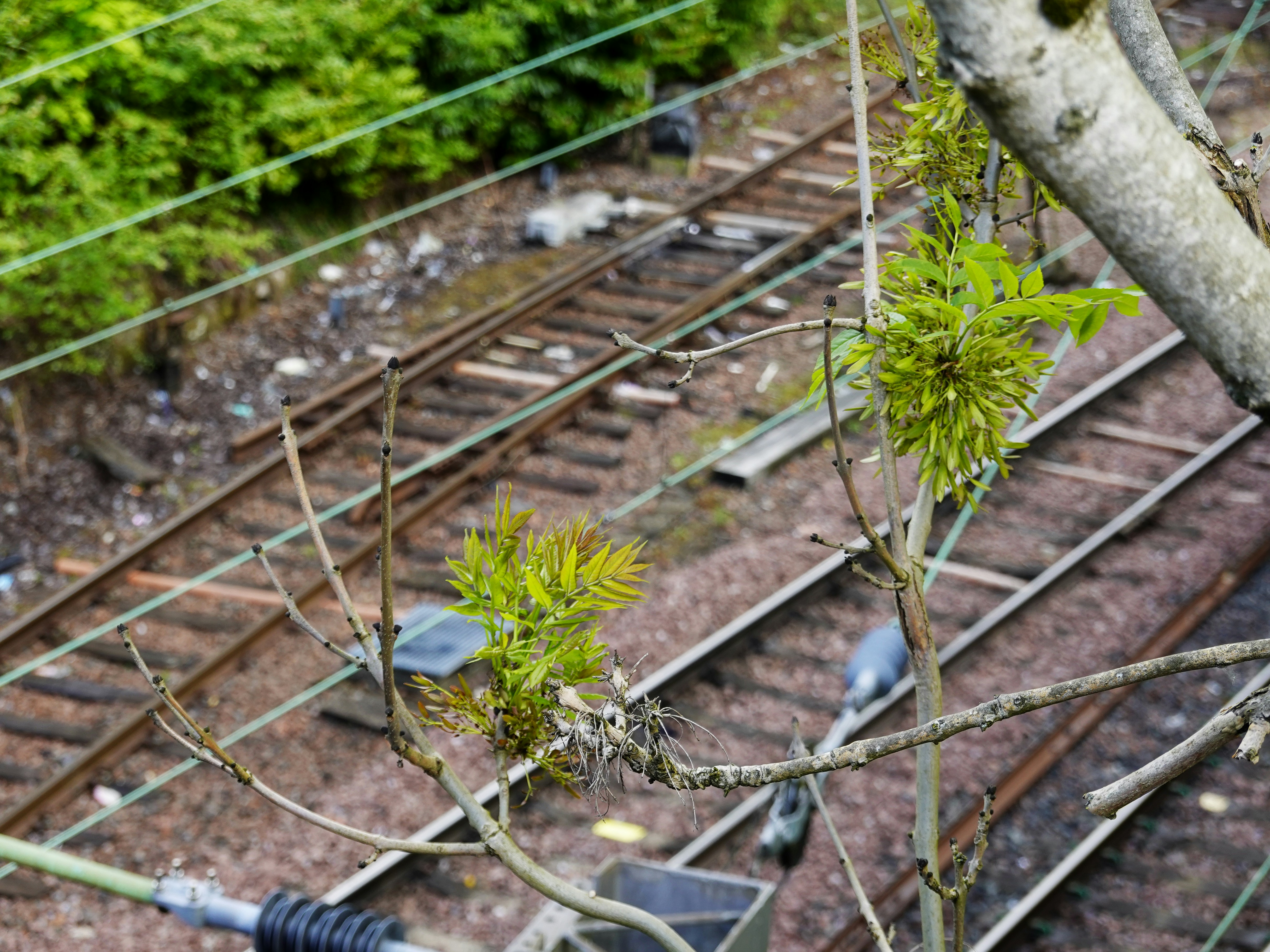 Railway tracks recede into the distance framed by budding branches in the foreground, with a hint of greenery and gravel on the sleepers. A natural urban vignette without people.
