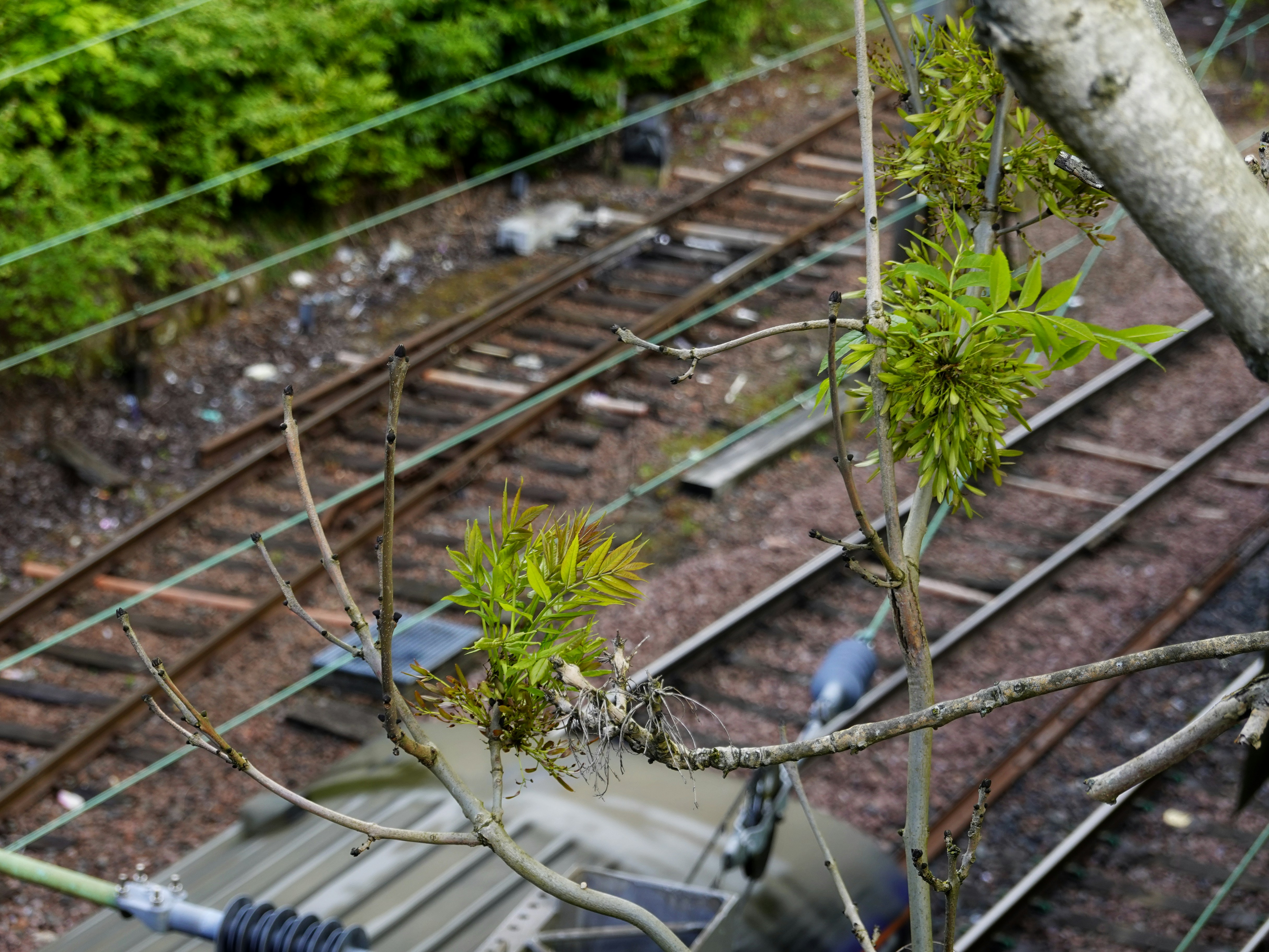 Railway tracks recede into the distance with green growth in the foreground, capturing a quiet, overgrown moment near a rail yard. This is a photographic capture of lines and texture rather than a posed scene.