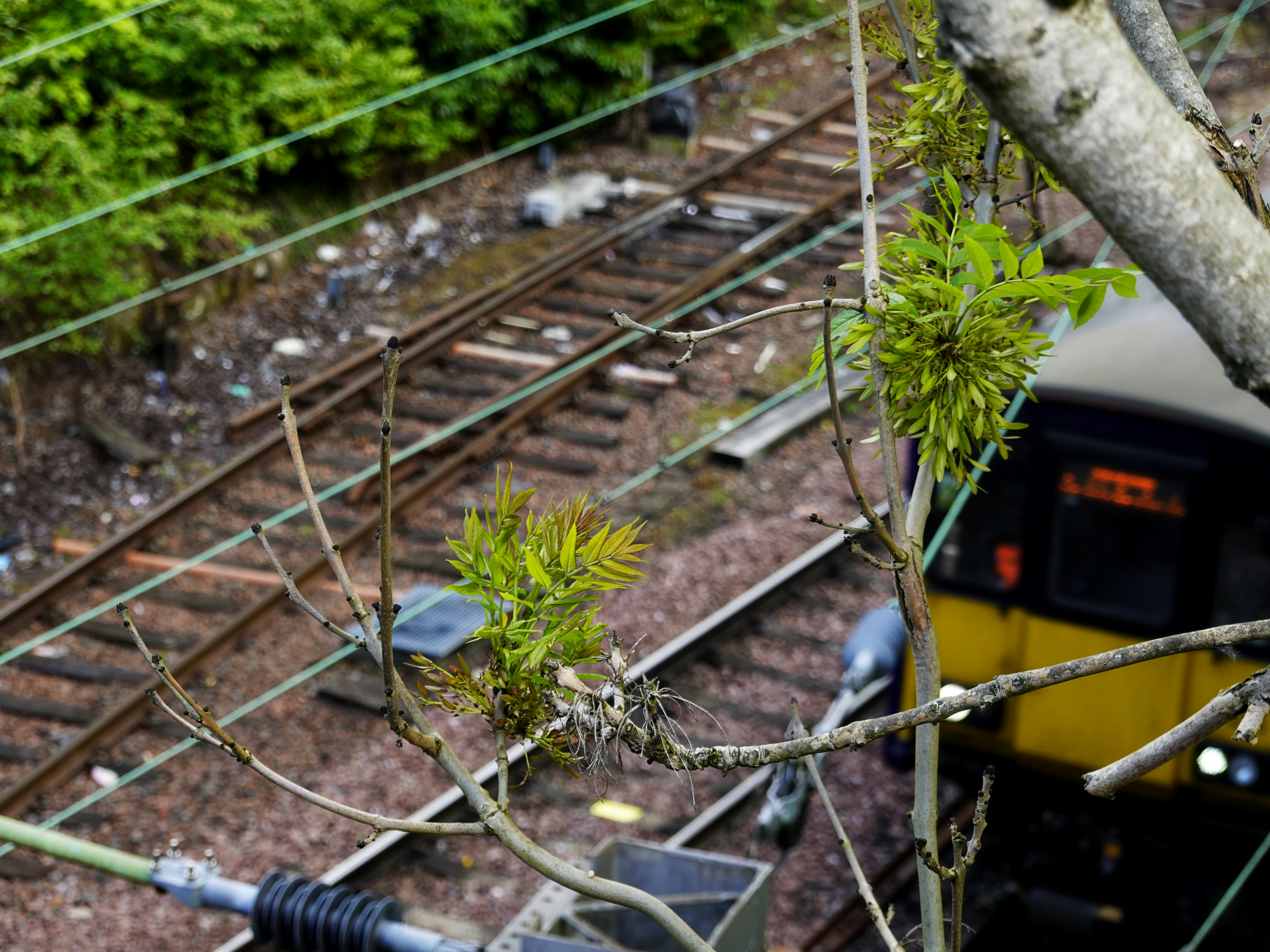 Railway tracks recede into the distance with a foreground of budding branches; a yellow train glimpsed on the right adds a sense of scale and motion. This is a photography capture, likely highlighting urban nature encroachment on transit.