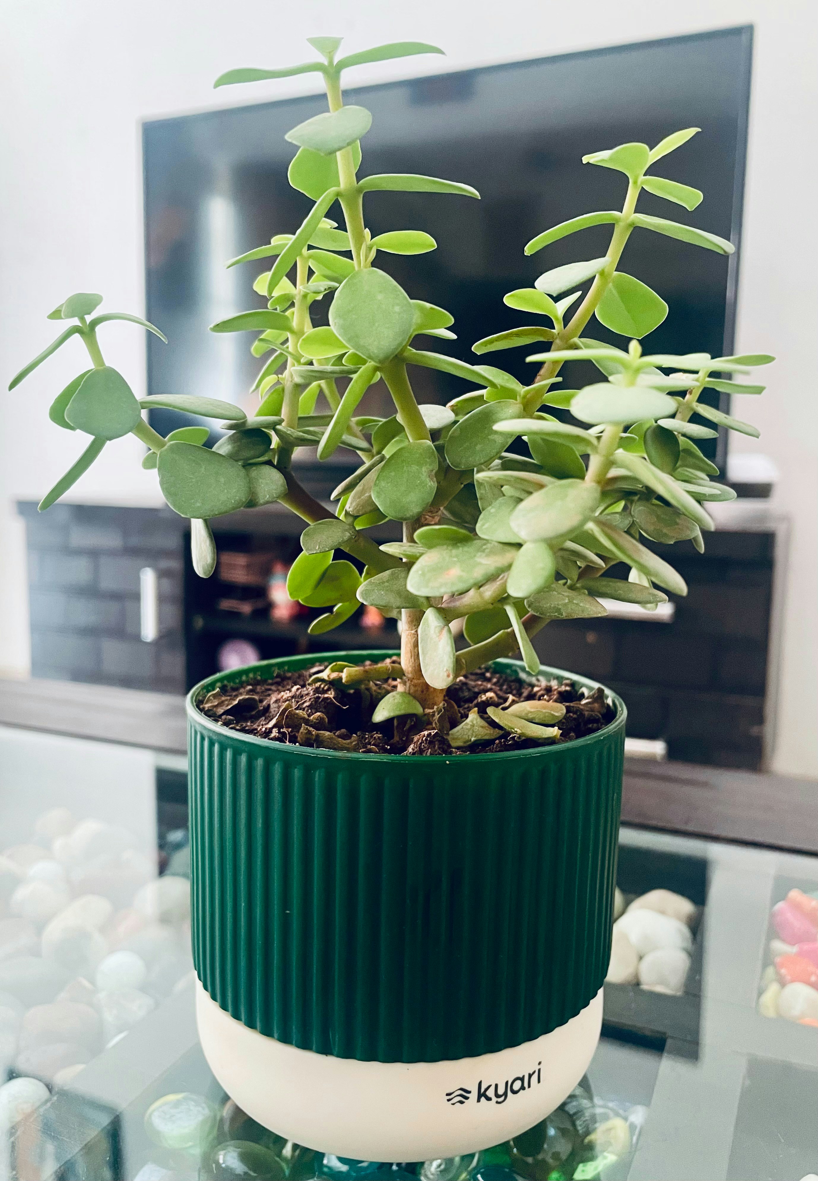 Verdant Miniature Canopy: A Jade Plant in a Textured Teal Pot