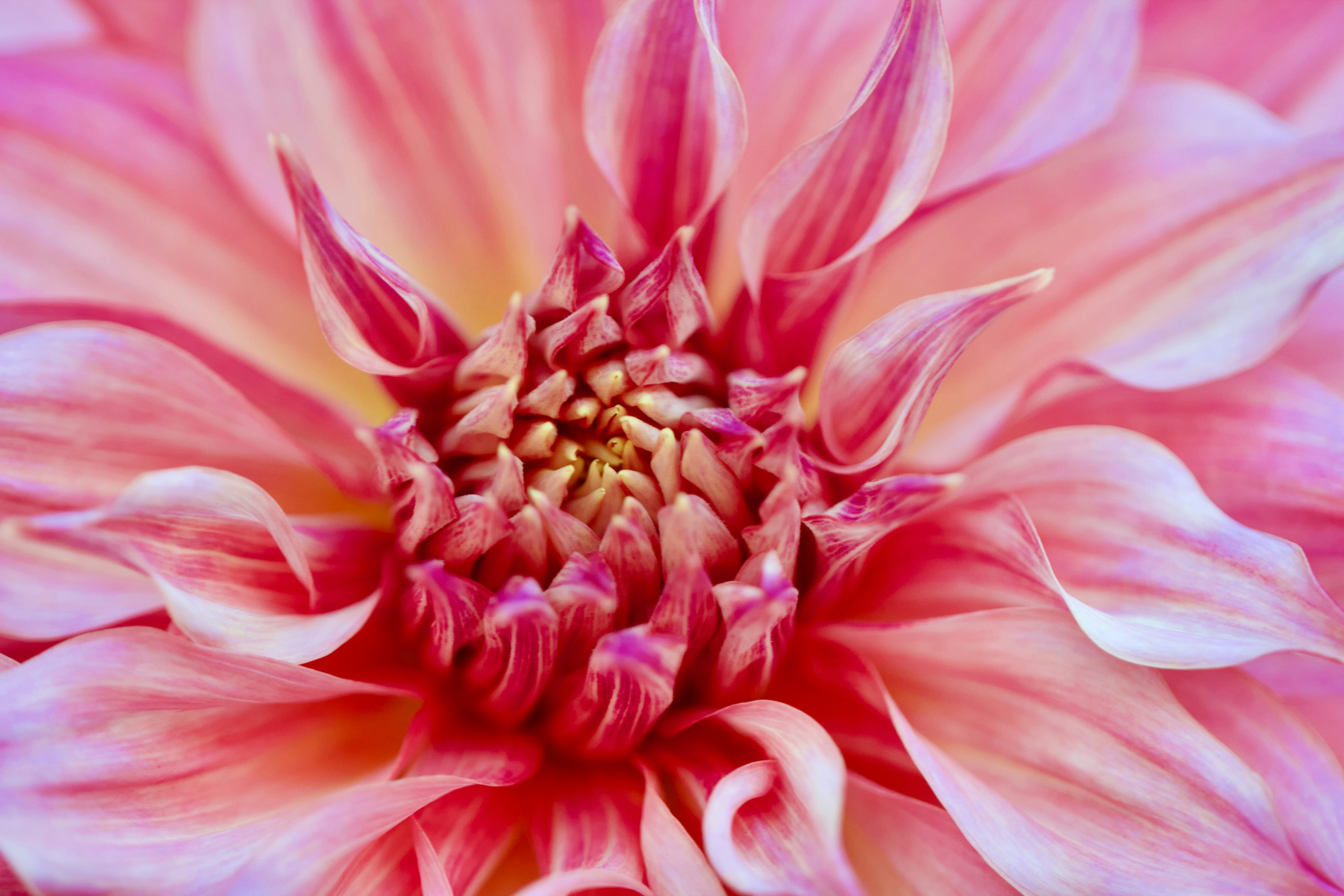 Petal Mosaic: Close-Up of a Coral-Soft Dahlia Bloom