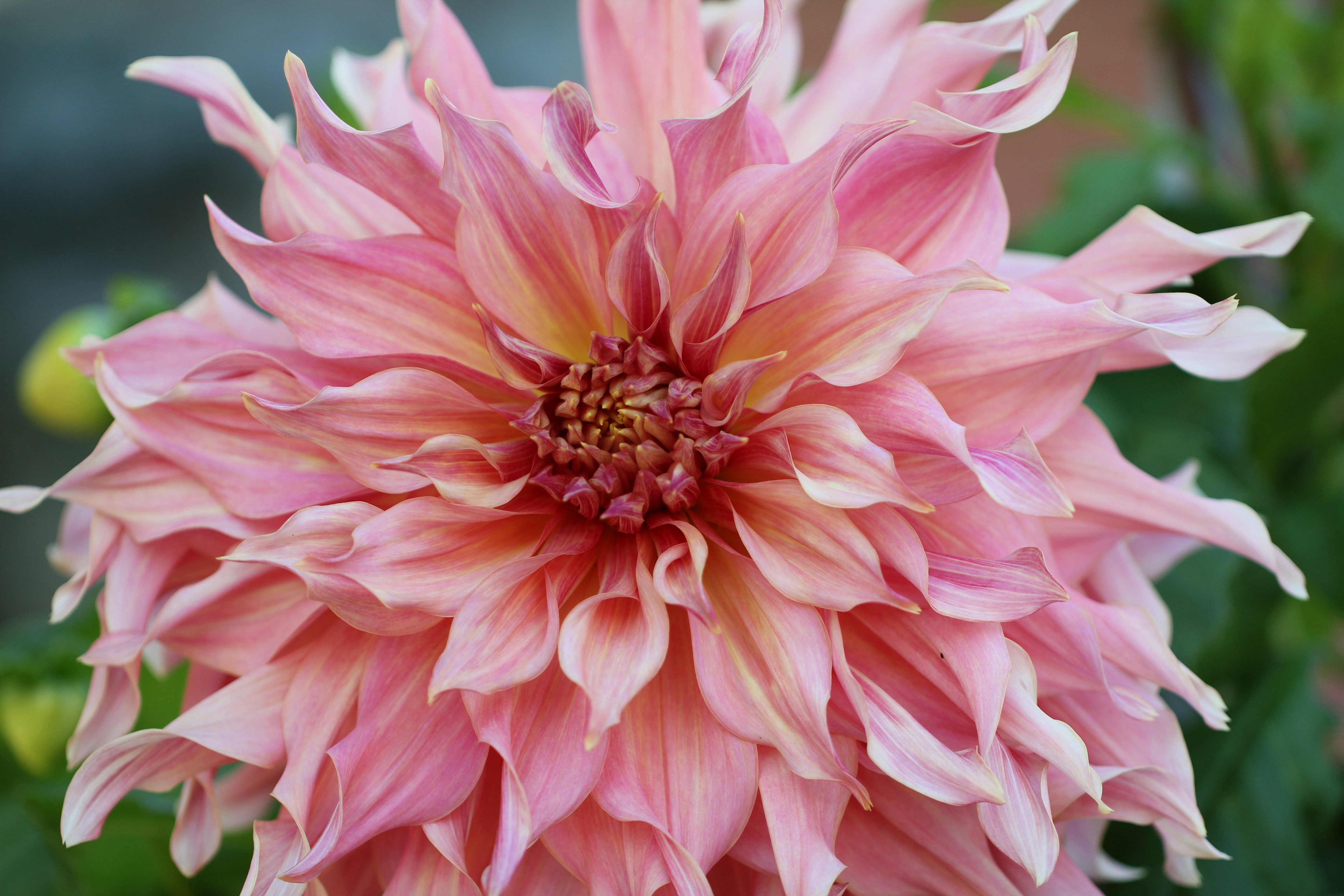 Petal Constellation: A Pink Dahlia in Full Bloom