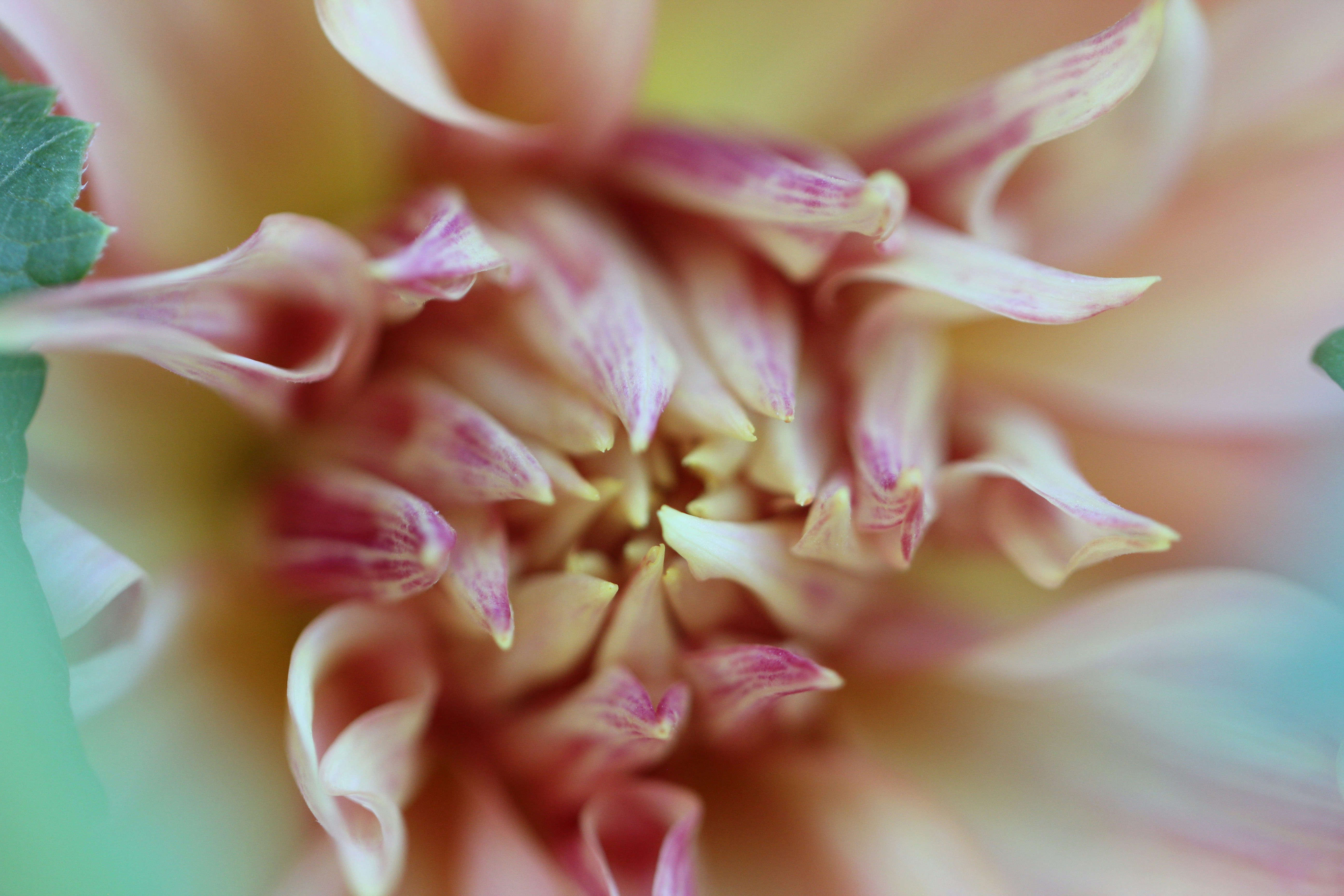 Petal Maze: A Soft Macro Reveal of Colorful Depth