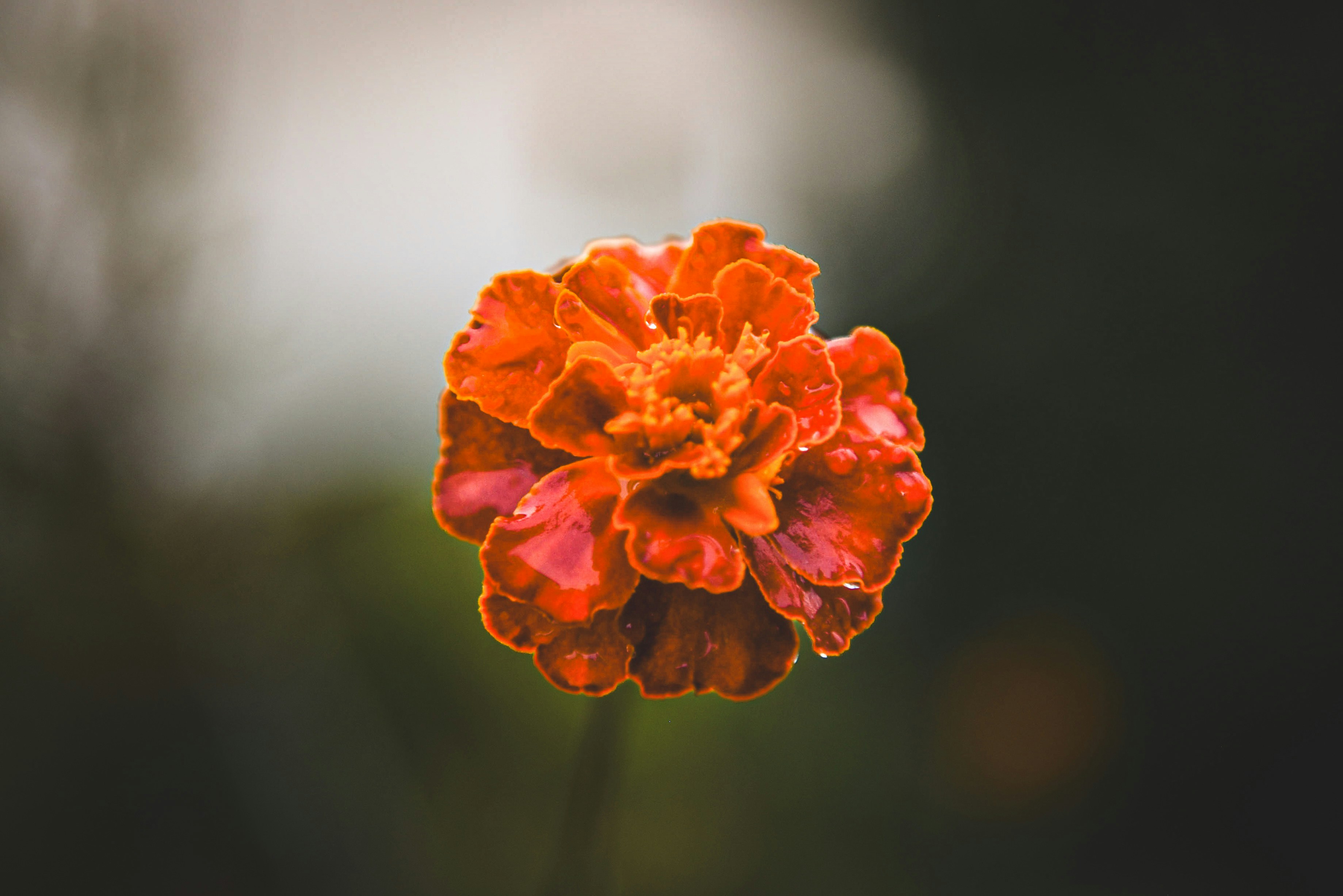 Crimson Bloom in a Quiet Blur