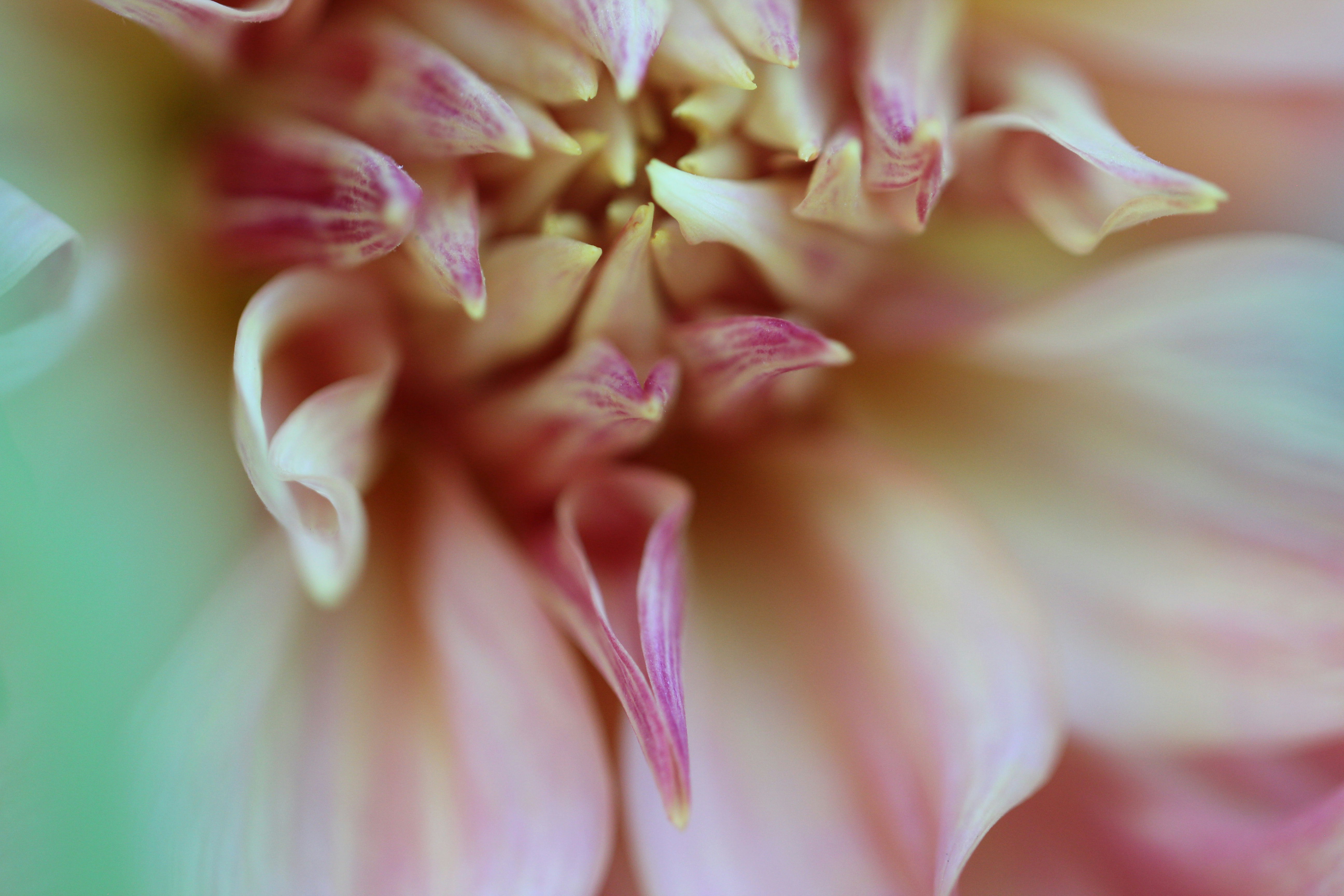 Softly blurred macro of layered petals in pinks and greens; the center forms the visual focal point with a dreamy, painterly quality. This is a close-up of petals, not a logo or illustration.