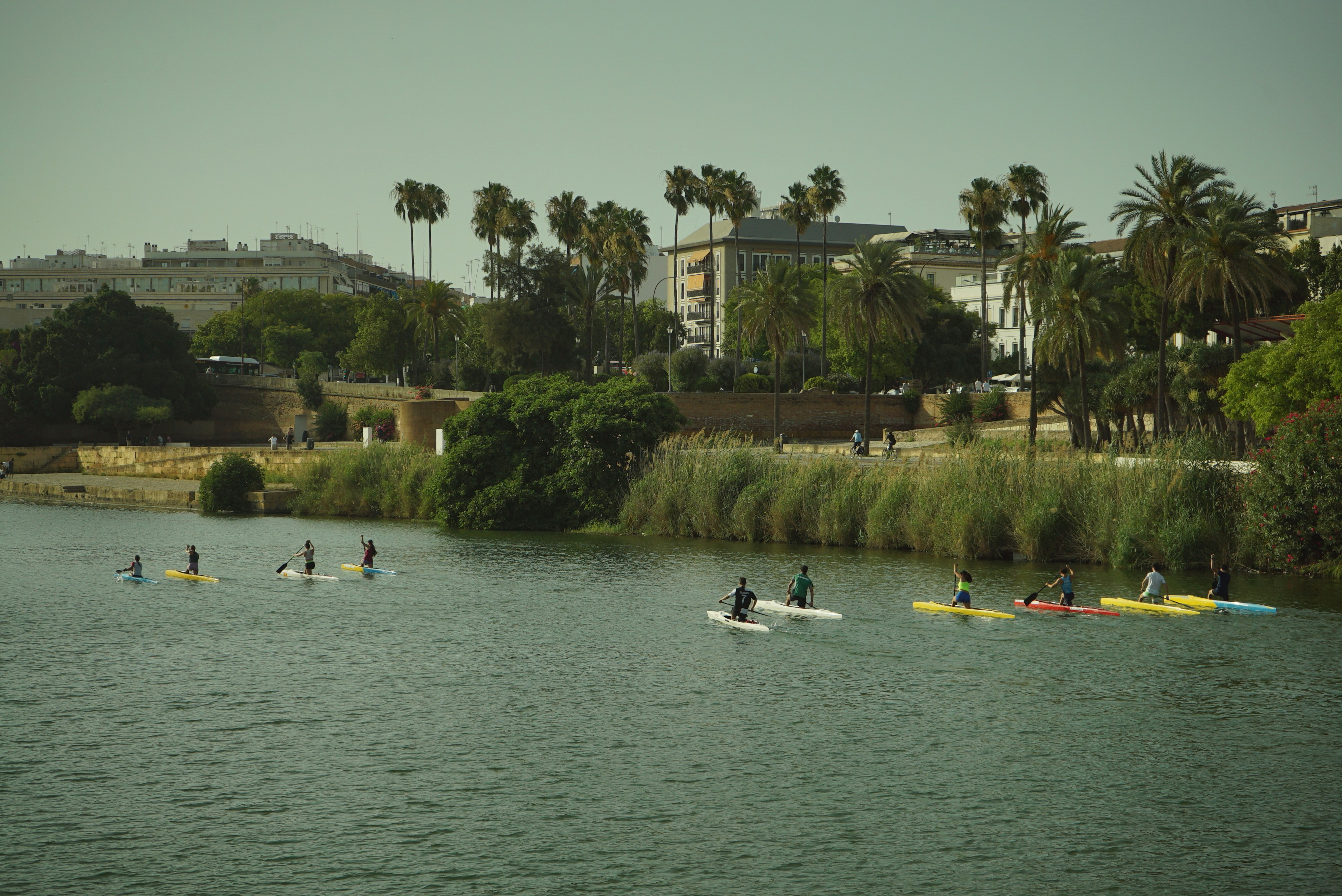 Rowers on a Calm Coastal Reach with Palm-Tree Skyline