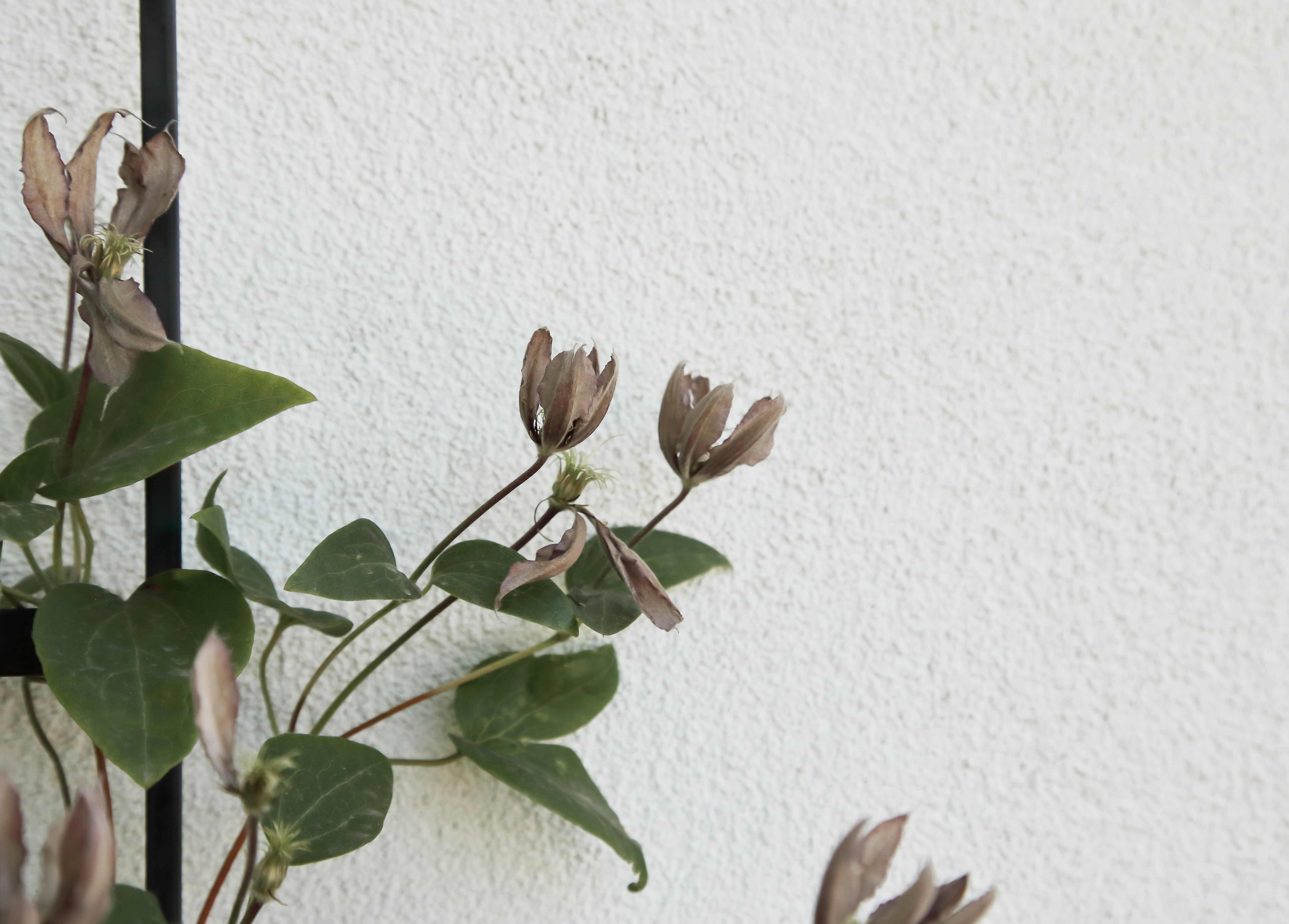 Faded clematis flowers climbing a trellis against a textured white wall.