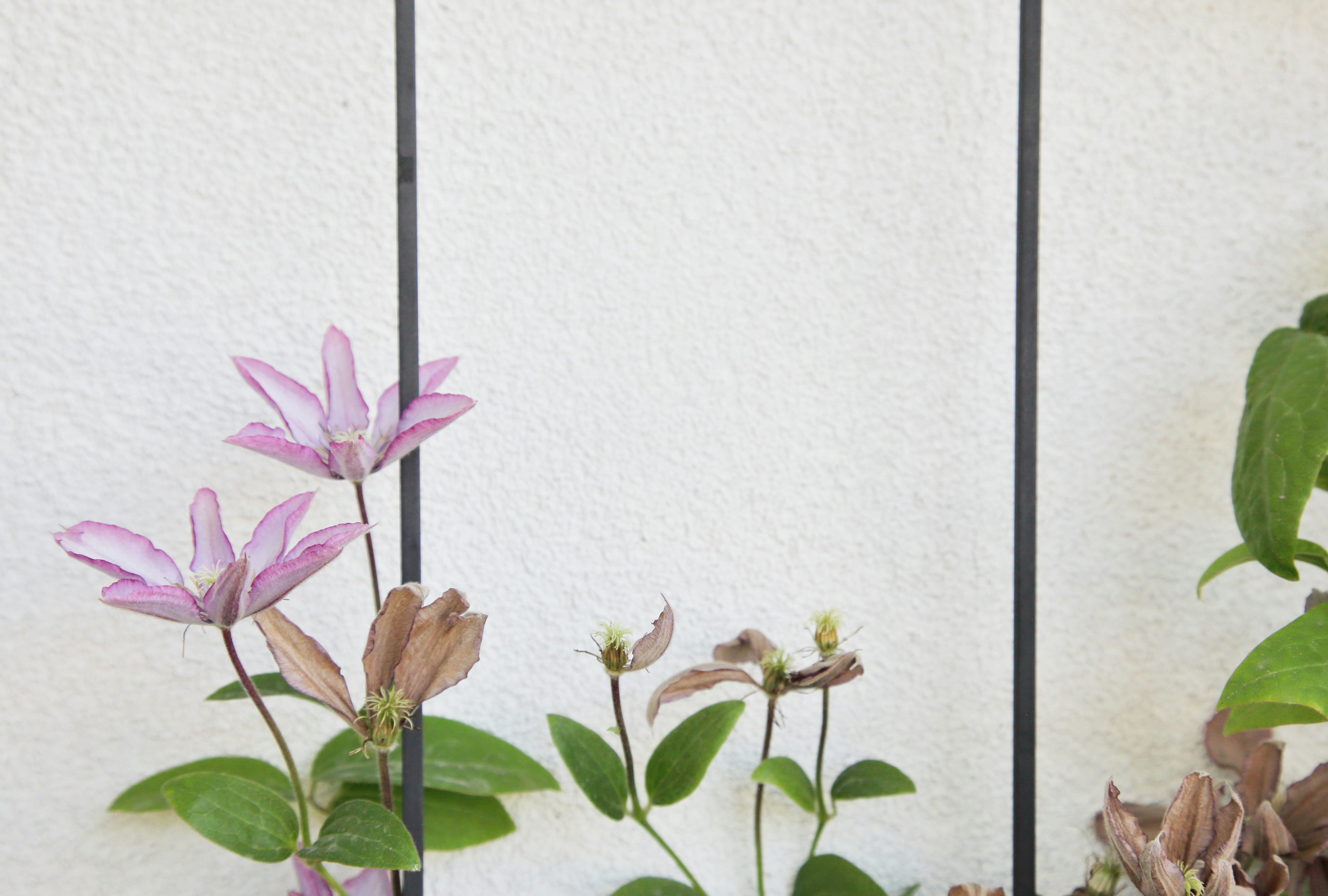 Pastel Pink Blooms Framed by Vertical Bars