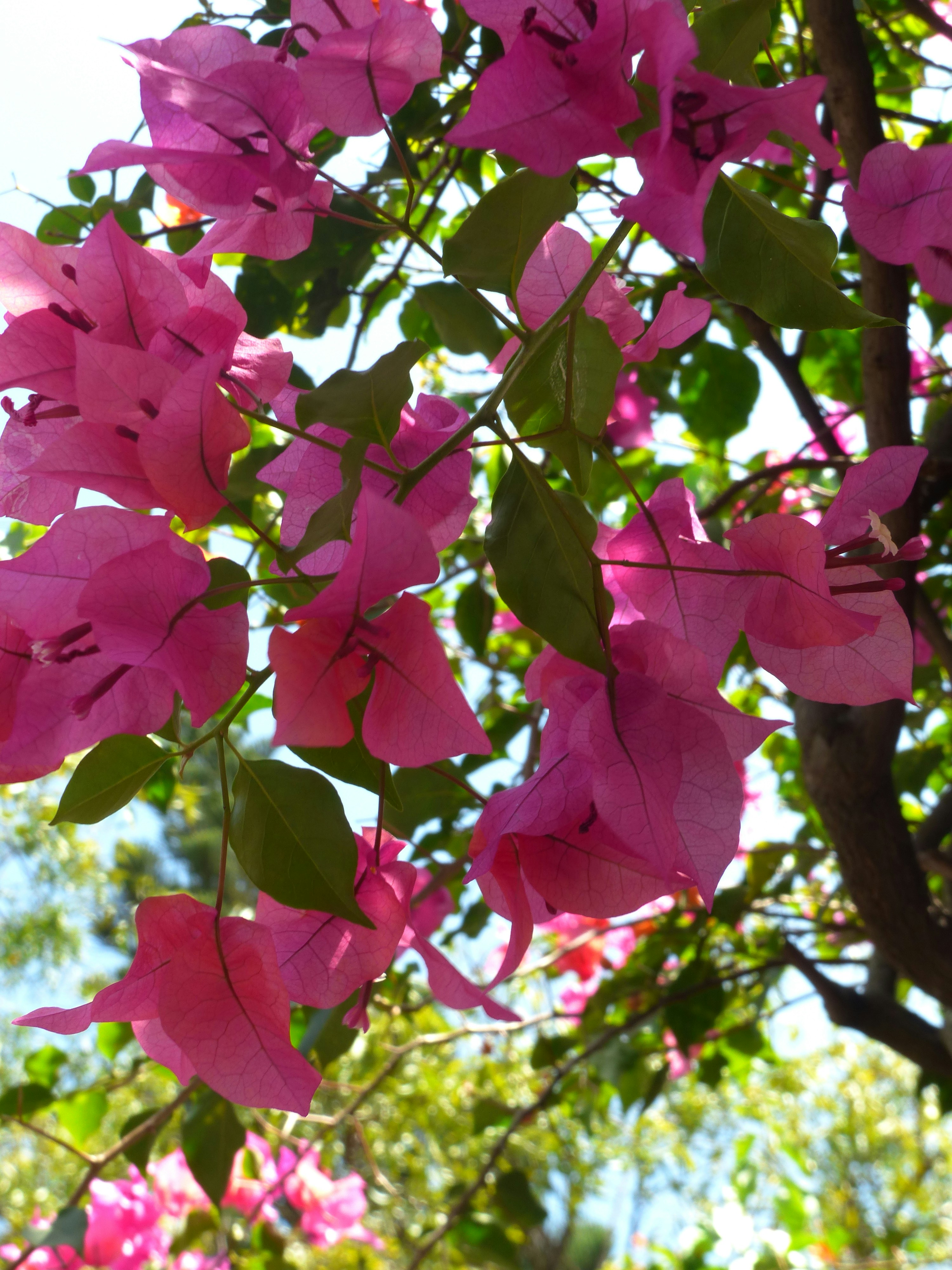 Bougainvillea Cascade: Bright Magenta Bracts Against a Sunlit Canopy