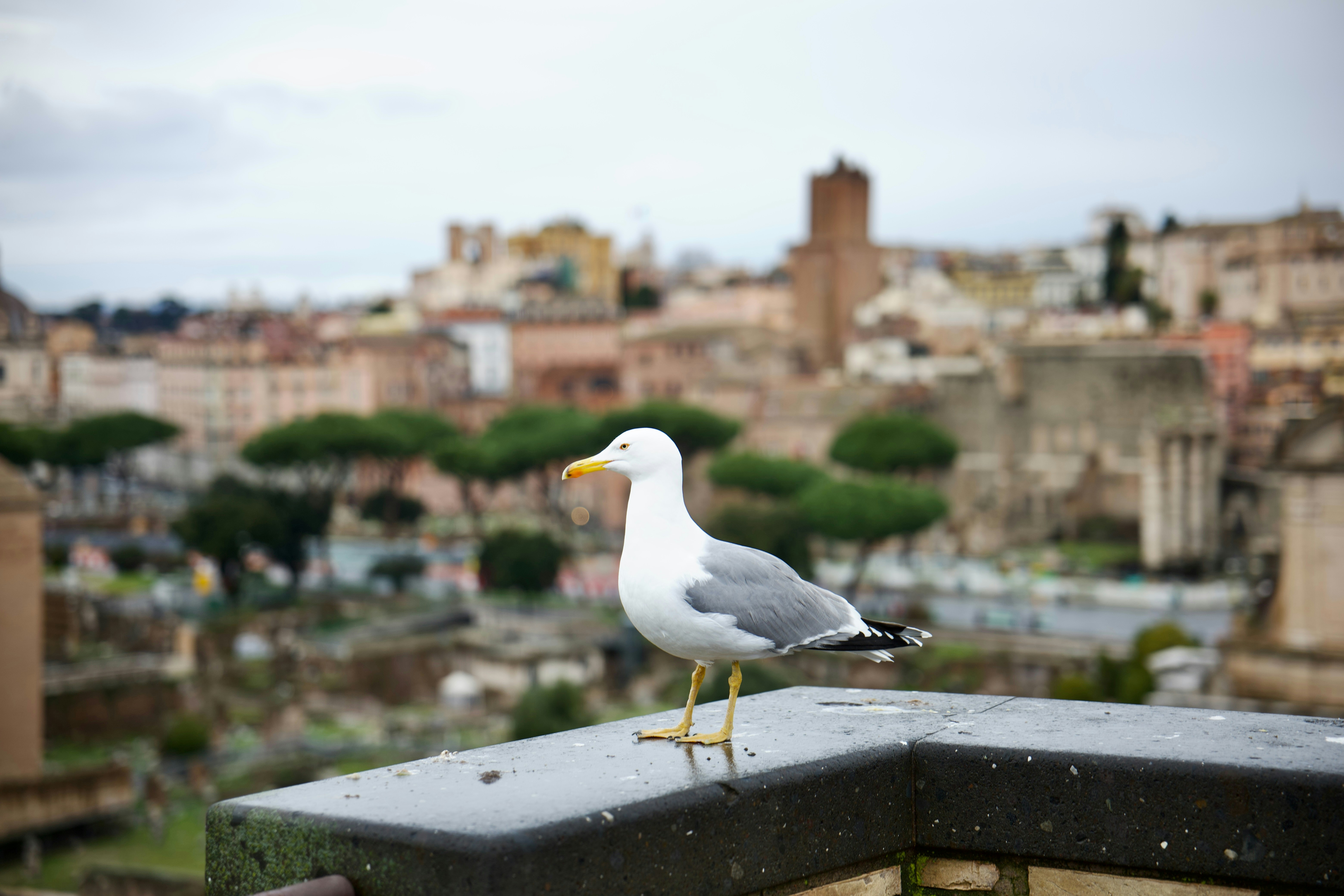 Seagull Sentinel Over the City Walls