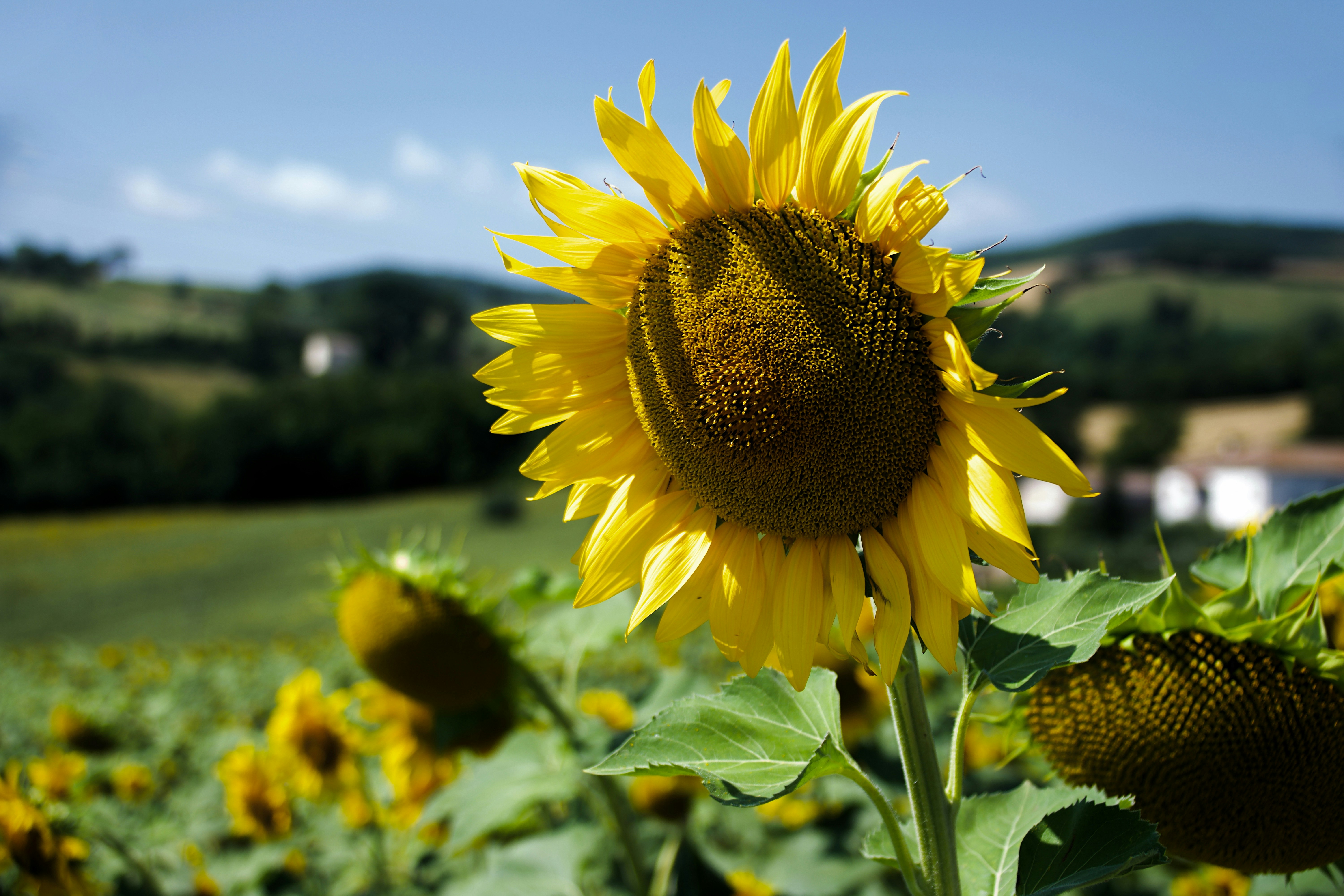 Sunflower in Focus: A Bold Burst of Yellow against a Verdant Valley