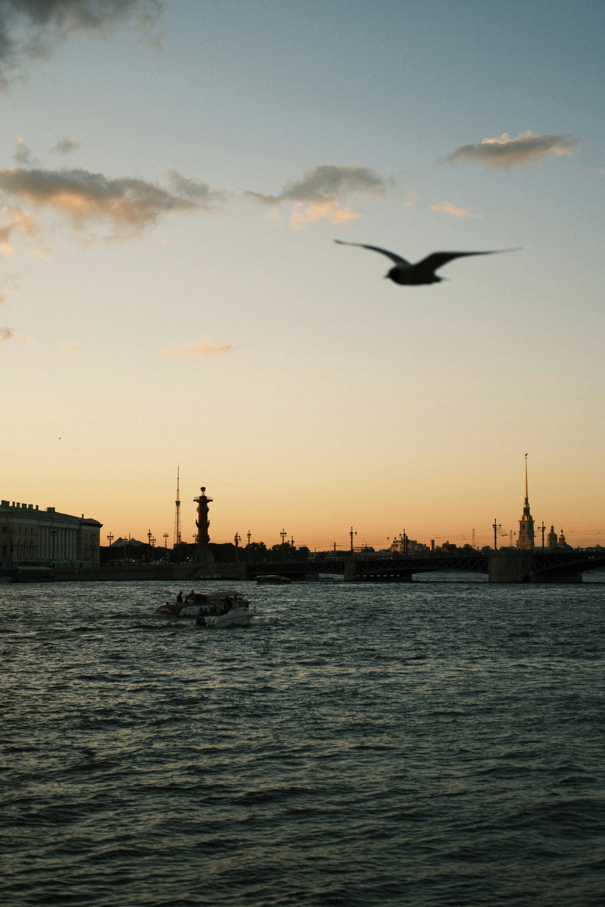 Silhouetted Skyline at Dusk with a Free-Flying Seagull