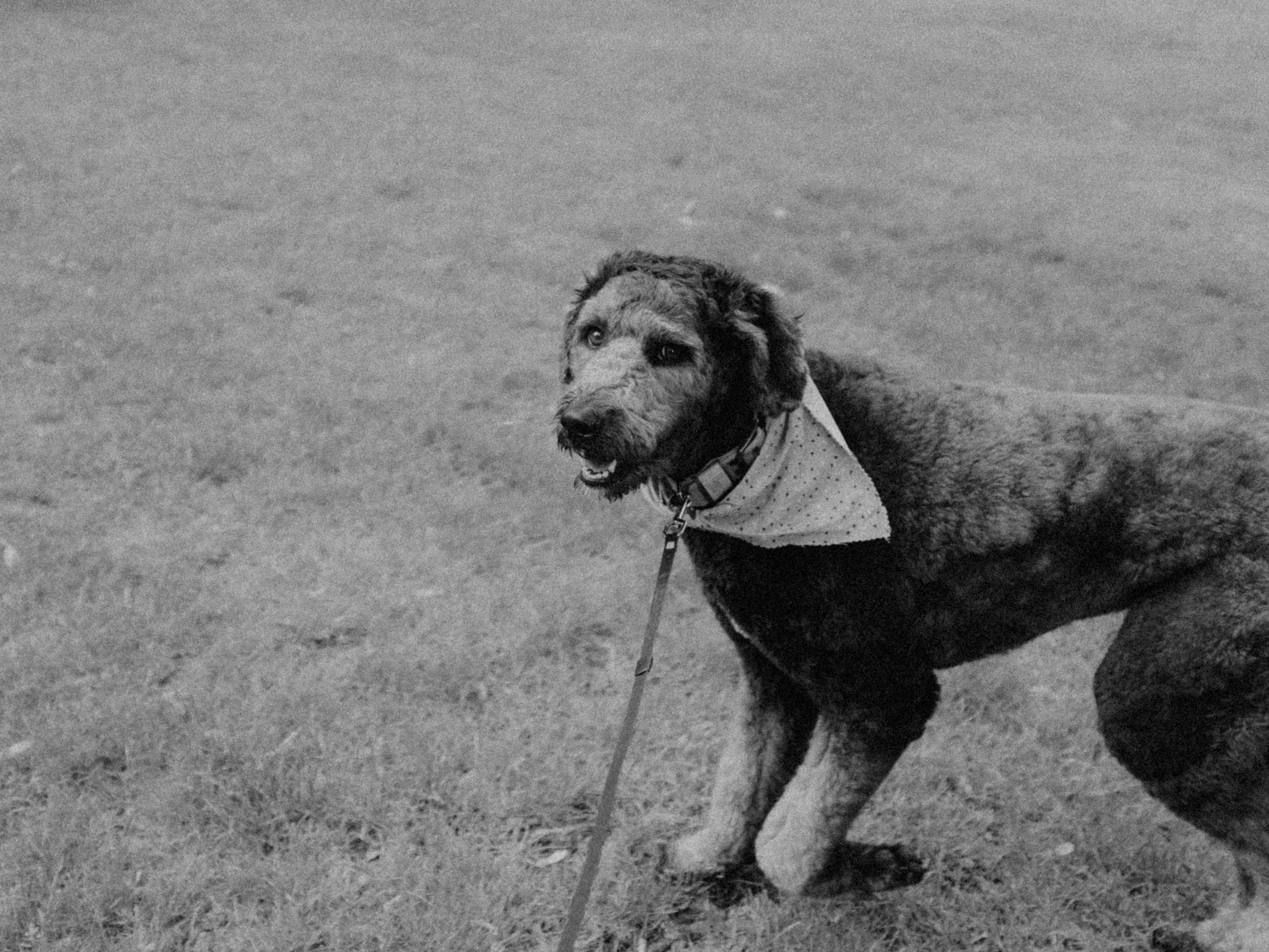 Leash and Laughter: A Curiously Curious Canine in Soft Focus